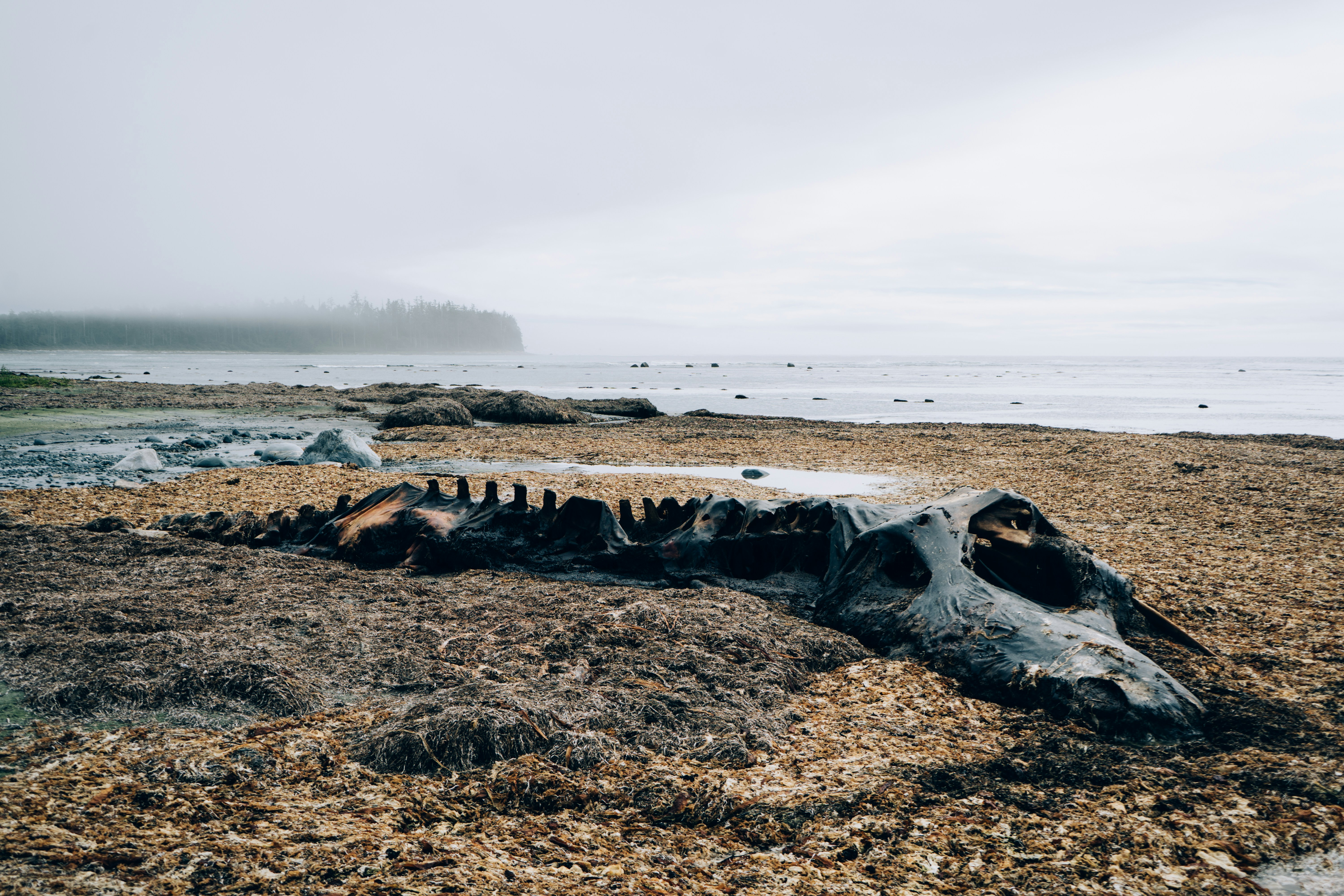 Dead Animal Pictures | Download Free Images on Unsplash