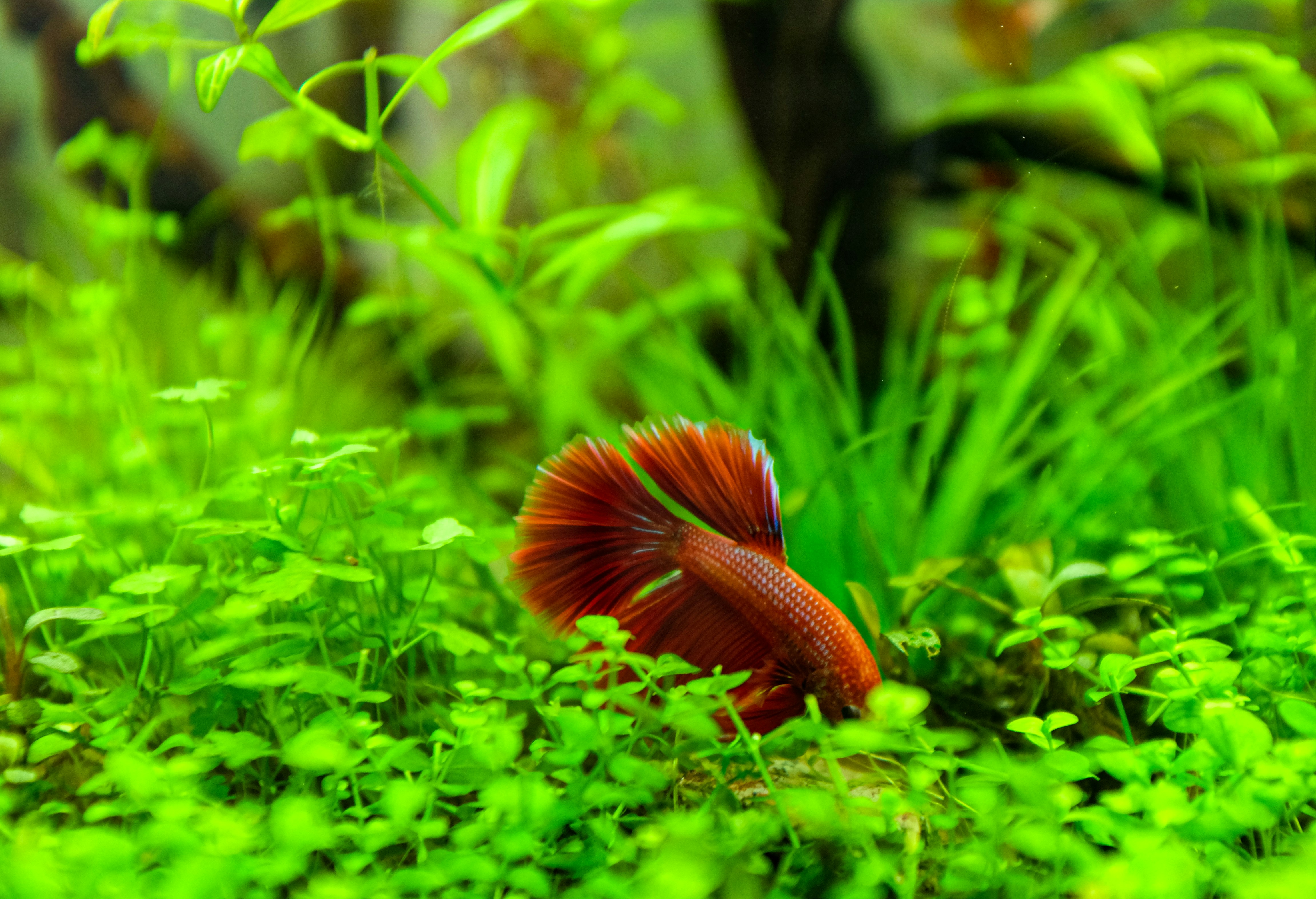 Crimson Betta in the Emerald Understory