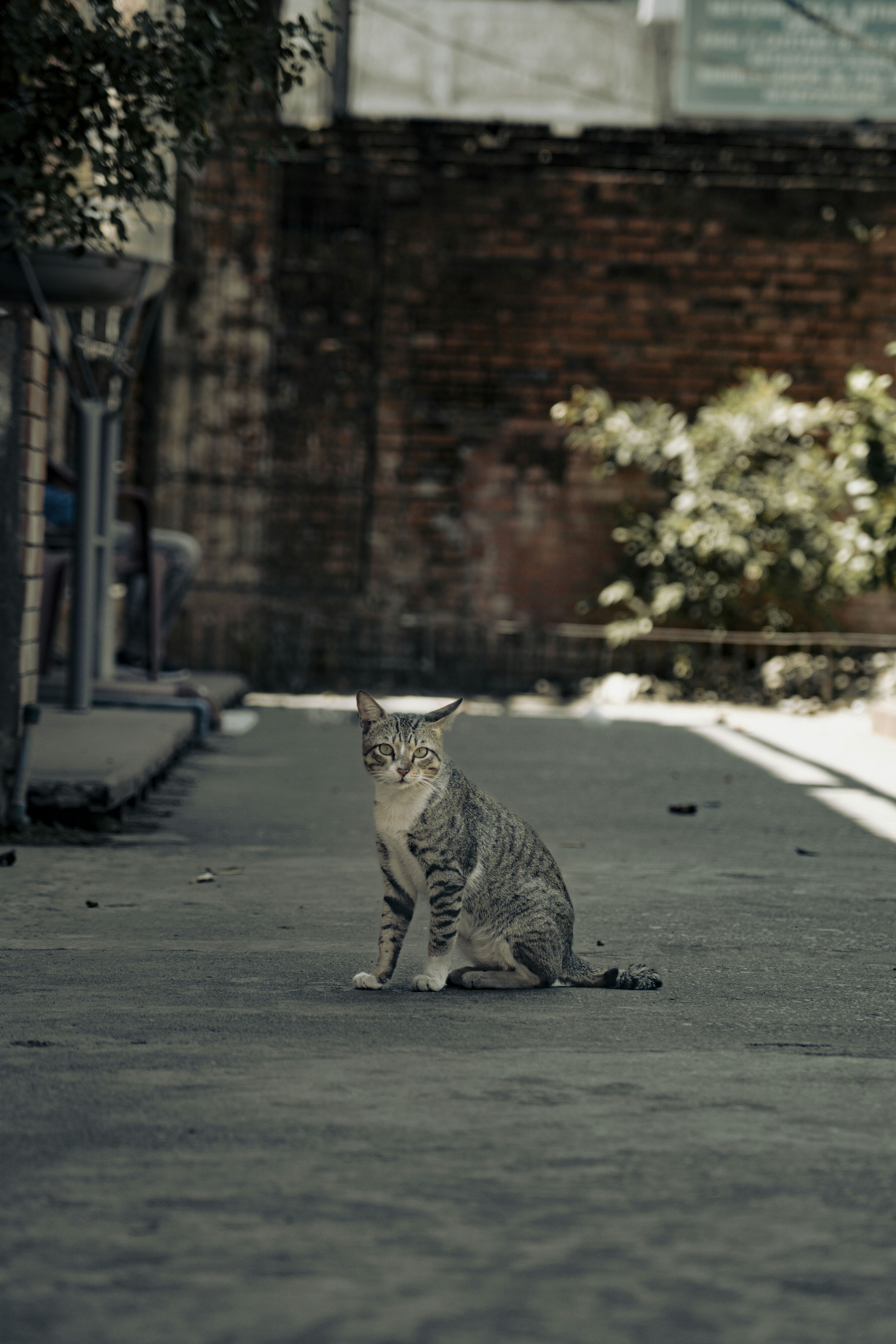 a cat sitting on the ground in front of a building