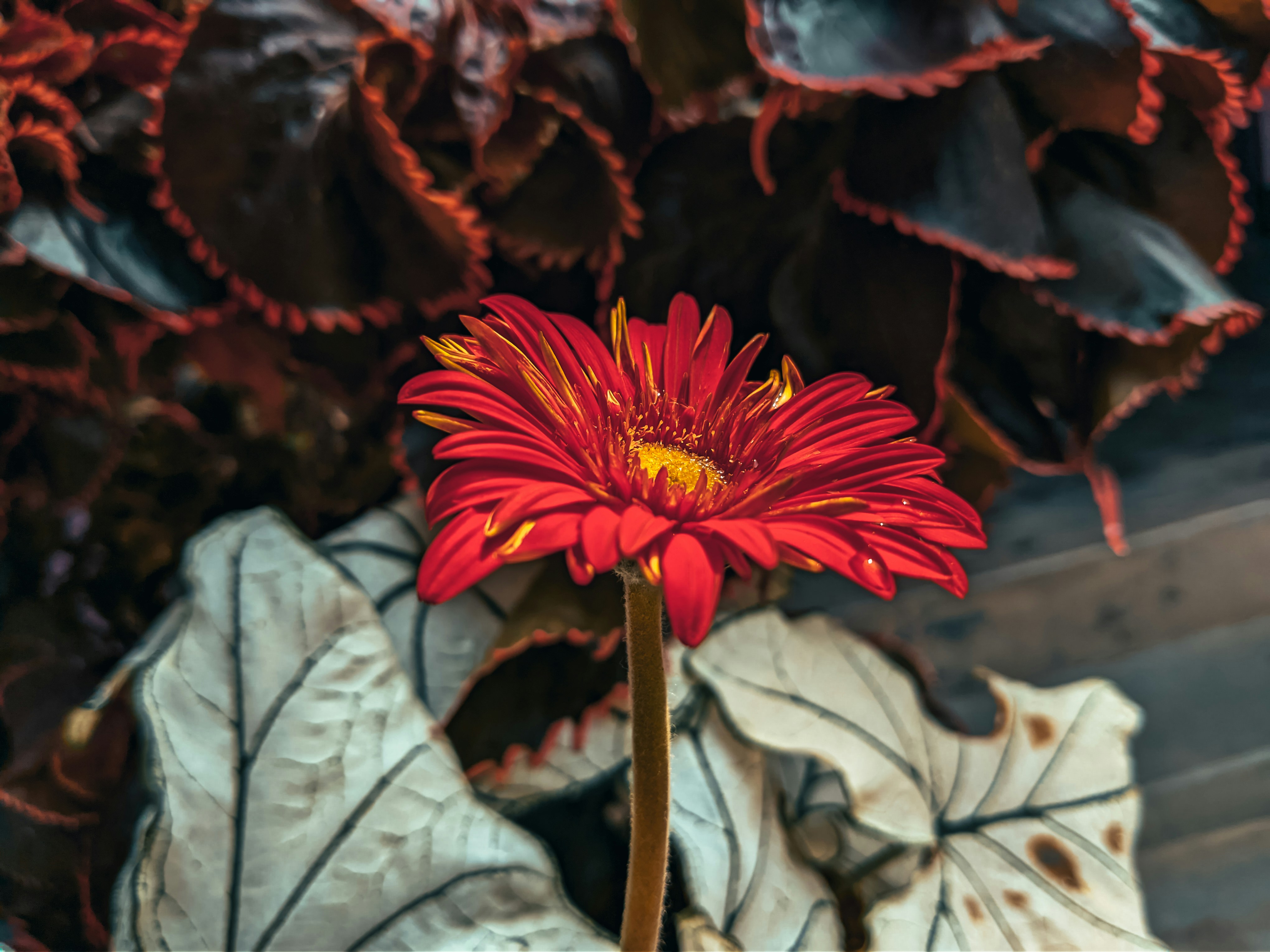 Photo by Agile Saikia with Vivo T1 5G