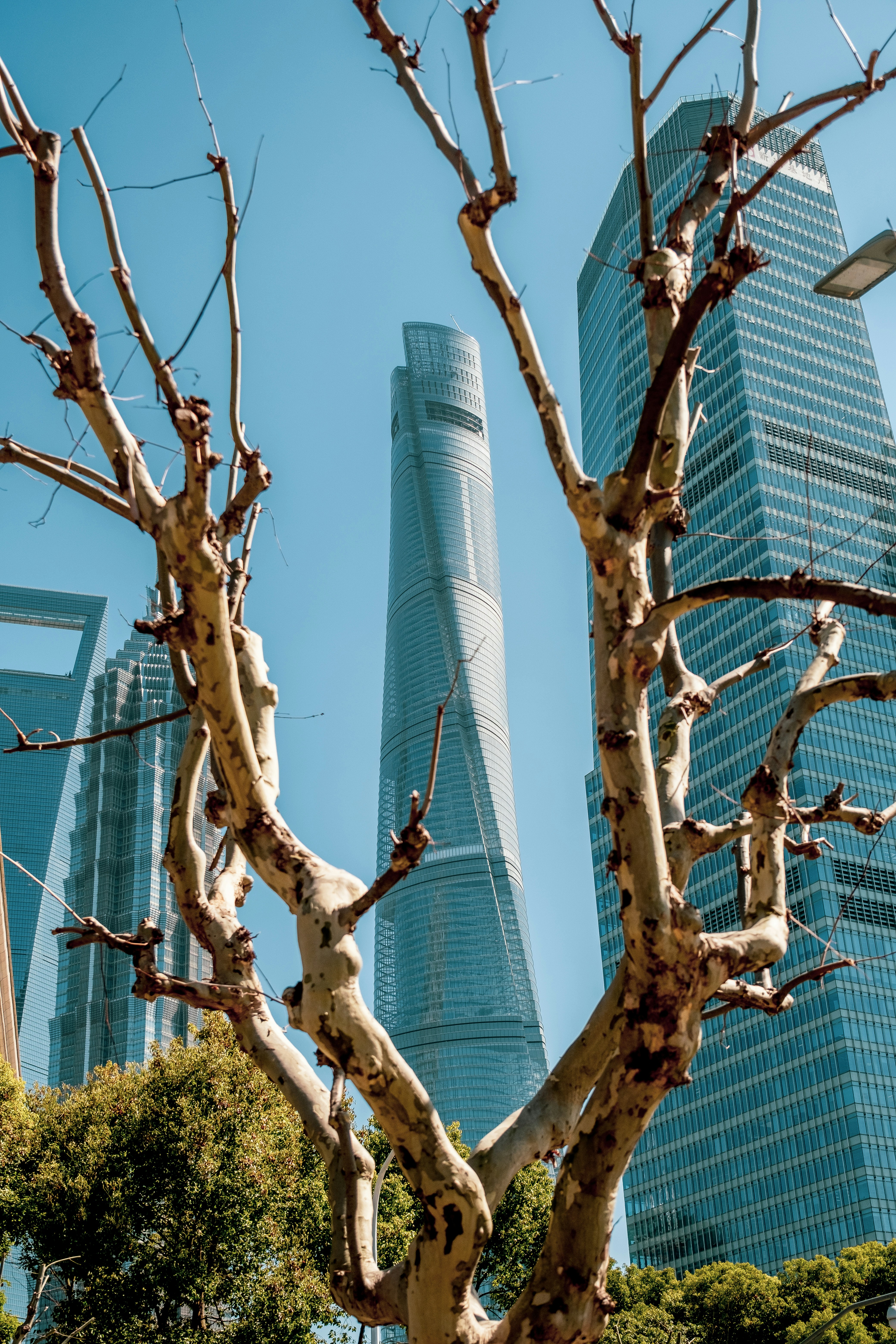 a tree with no leaves in front of tall buildings