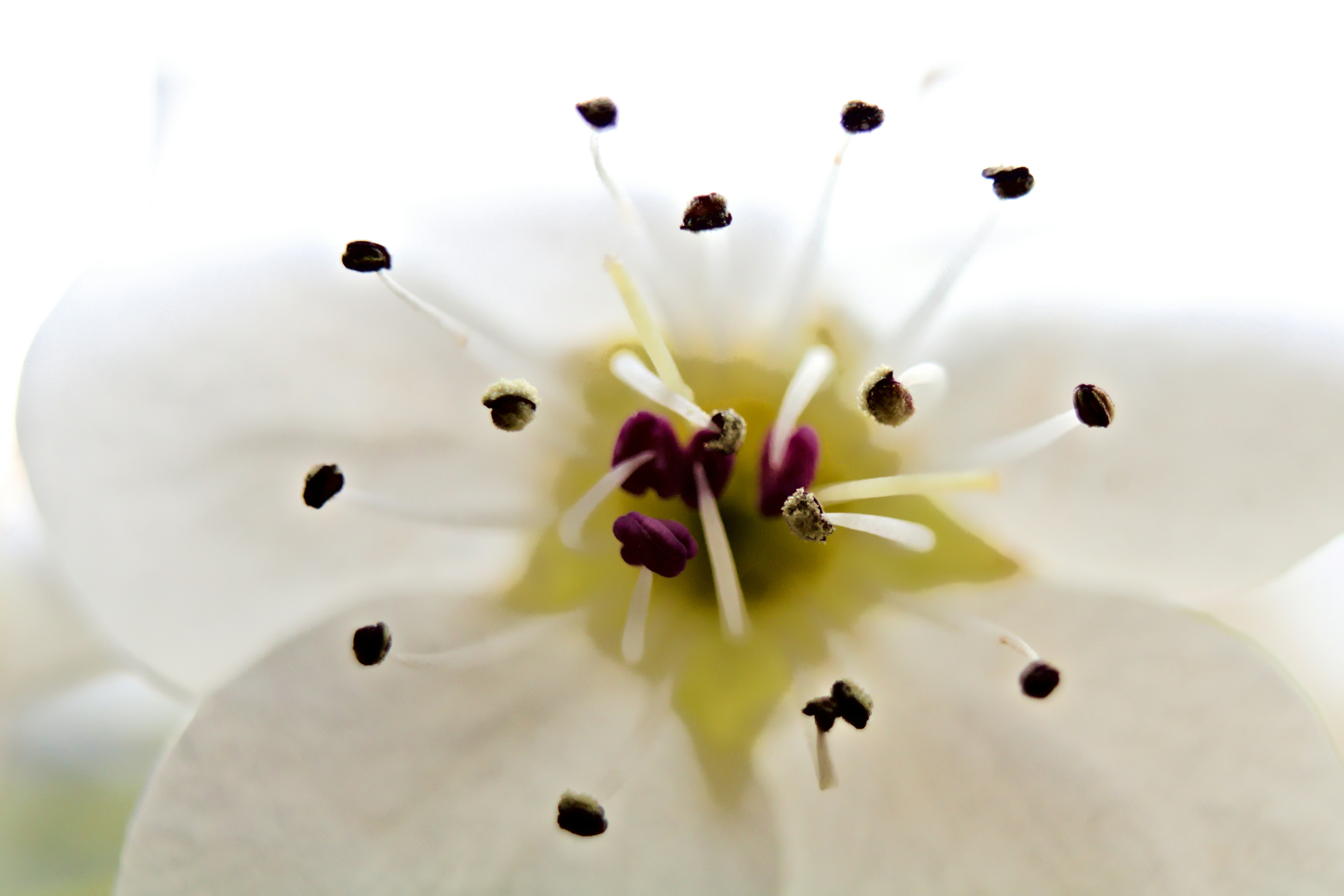 Close-Up of a Delicate Flower Stamens in Soft Focus
