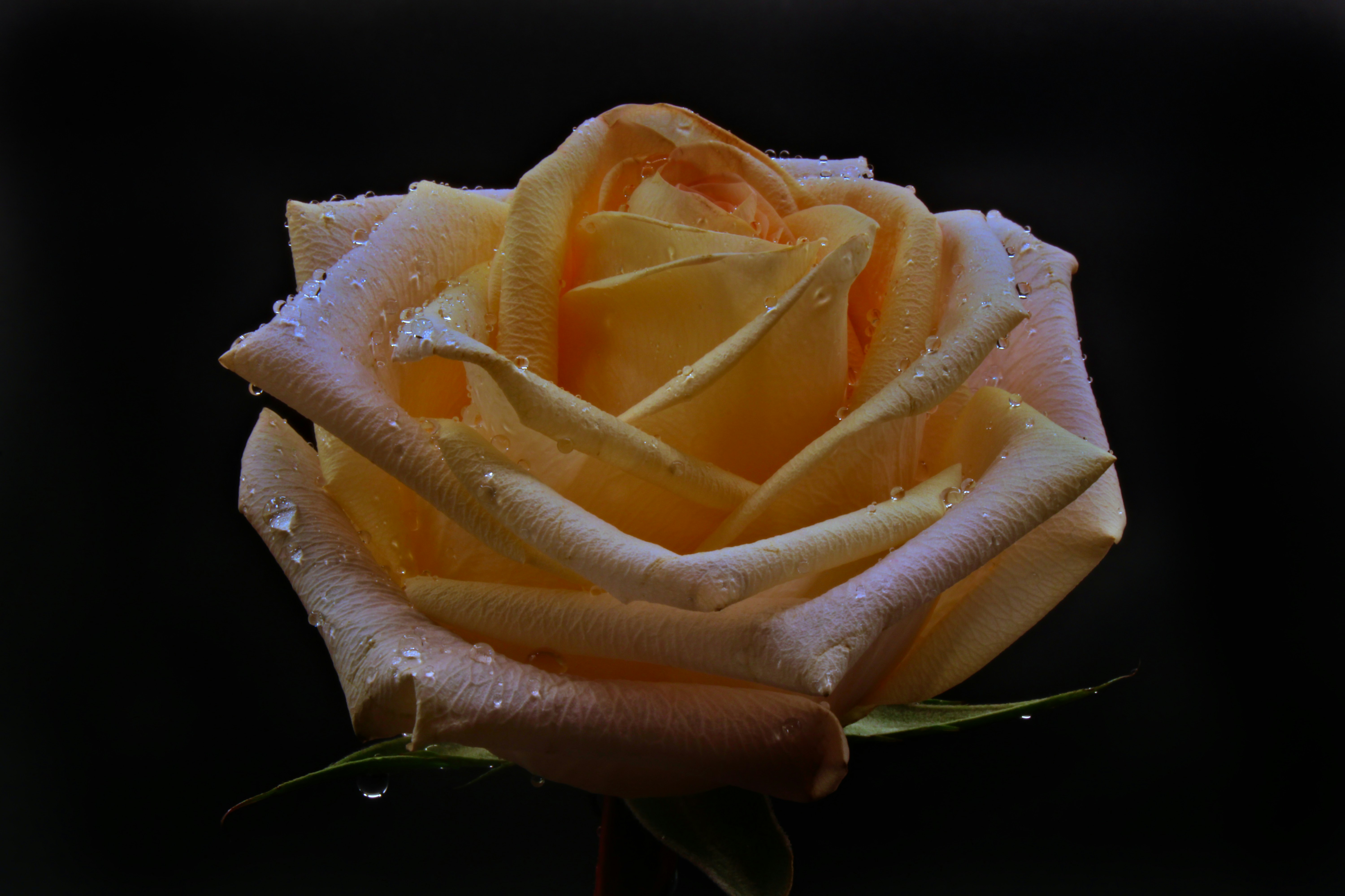 a yellow rose with water droplets on it