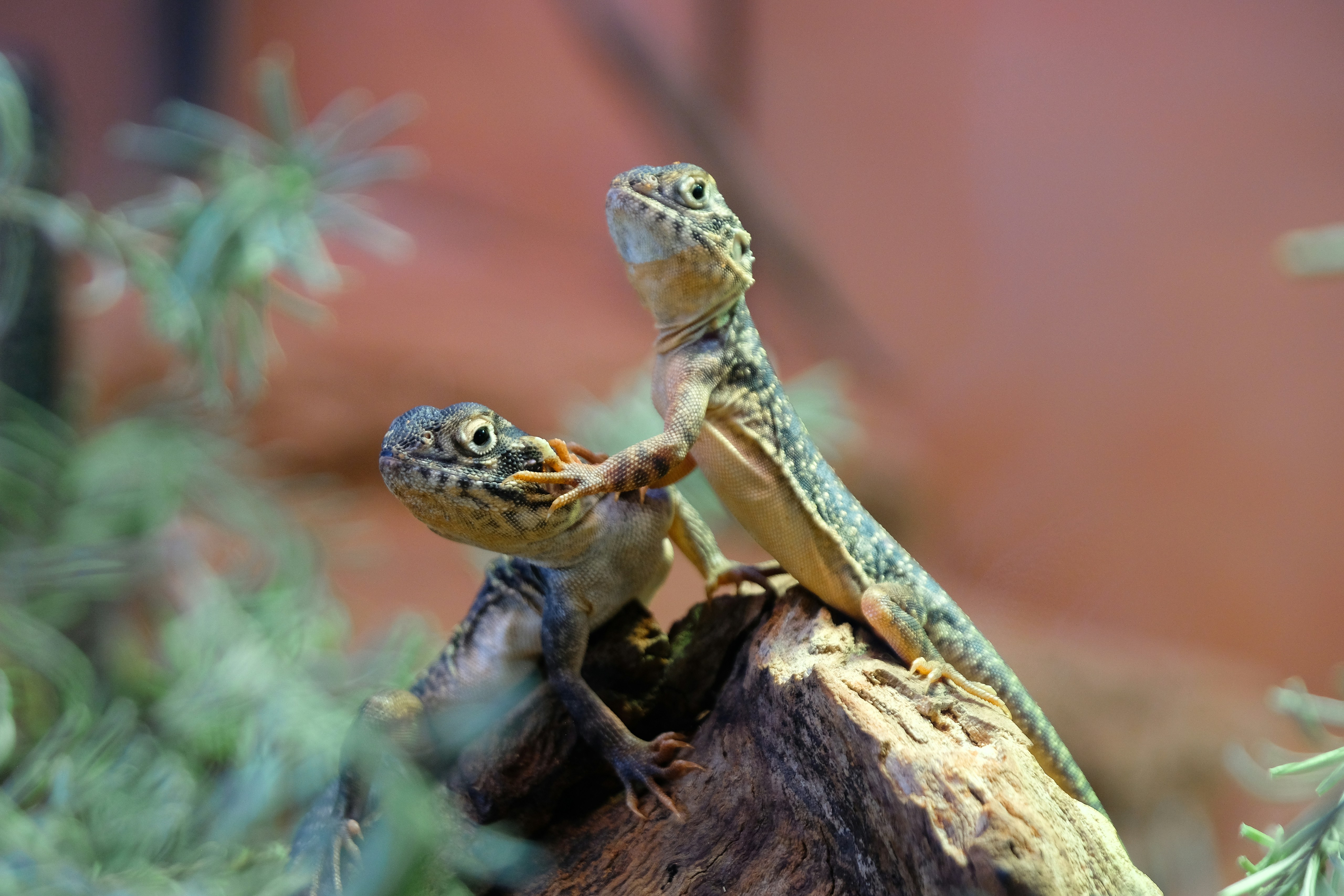 Two lizards engaging in a playful standoff atop a wooden log, surrounded by greenery.