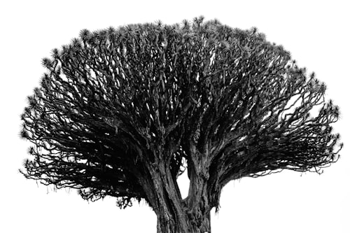 Mastering AVL Trees in Data Structures Mastering AVL Trees in Data Structures