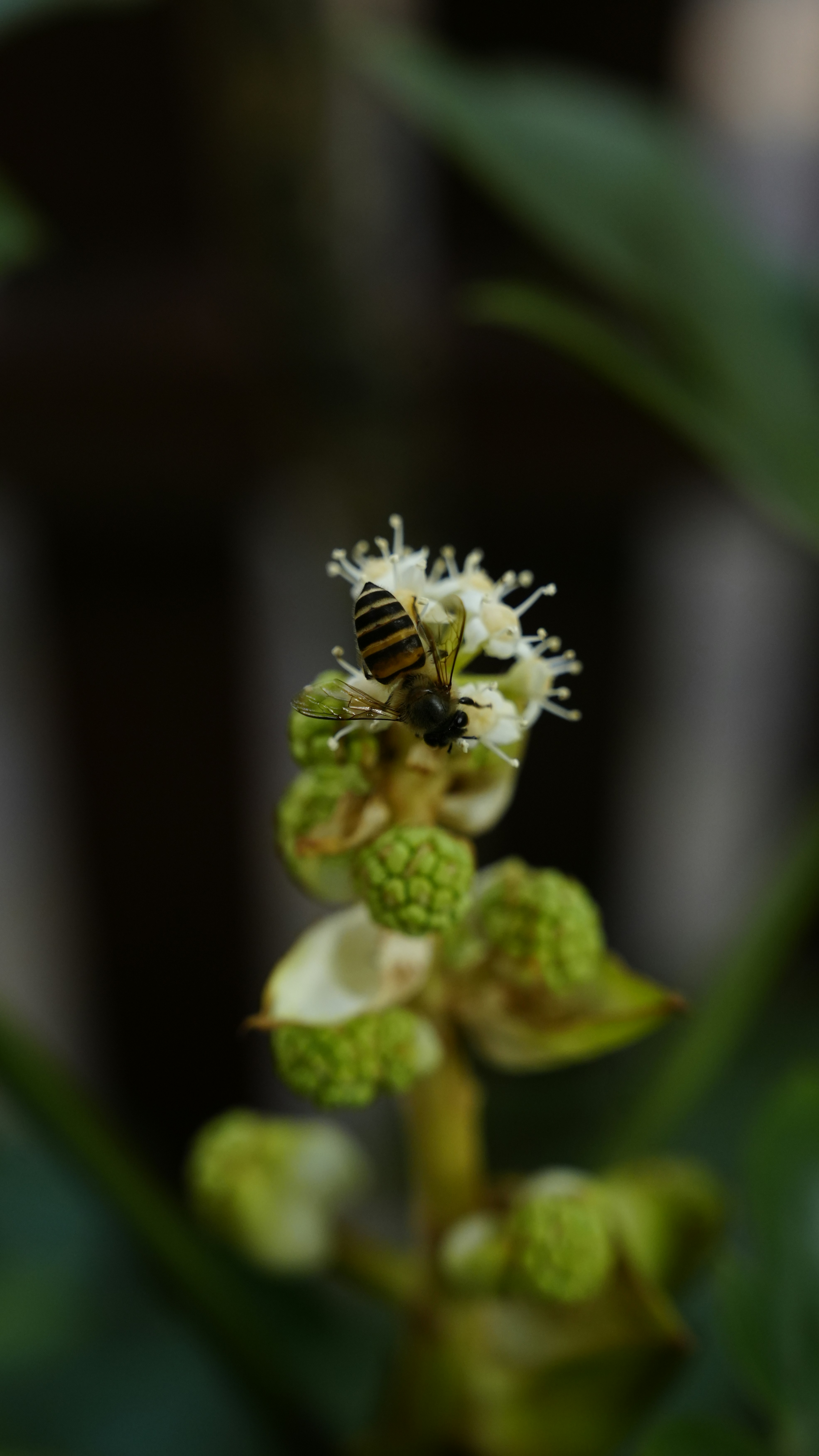 Delicate Pollinator in Focus: Bee on a Pale Blossom