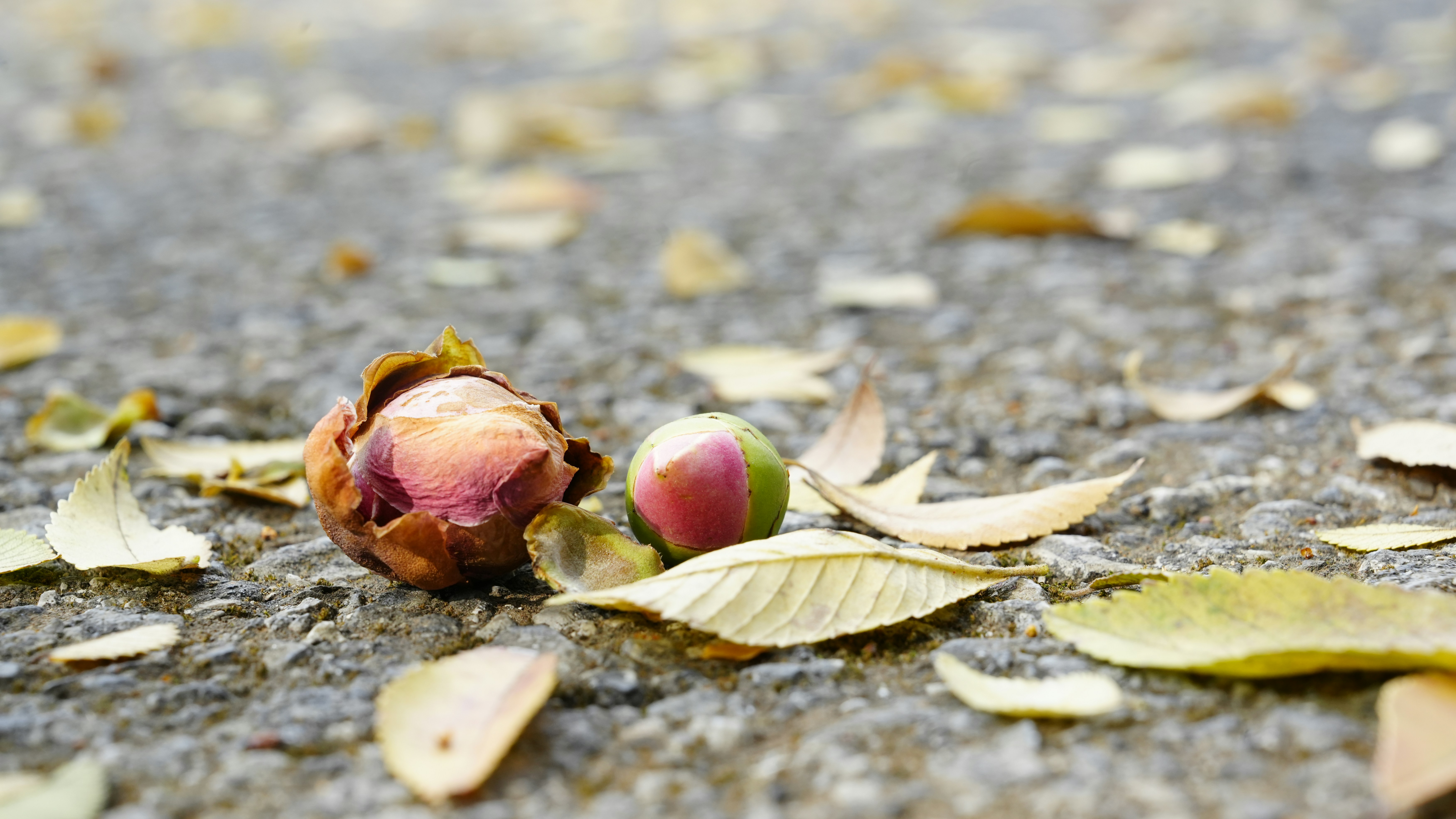 Fallen Blossom and Seed on a Wet Path