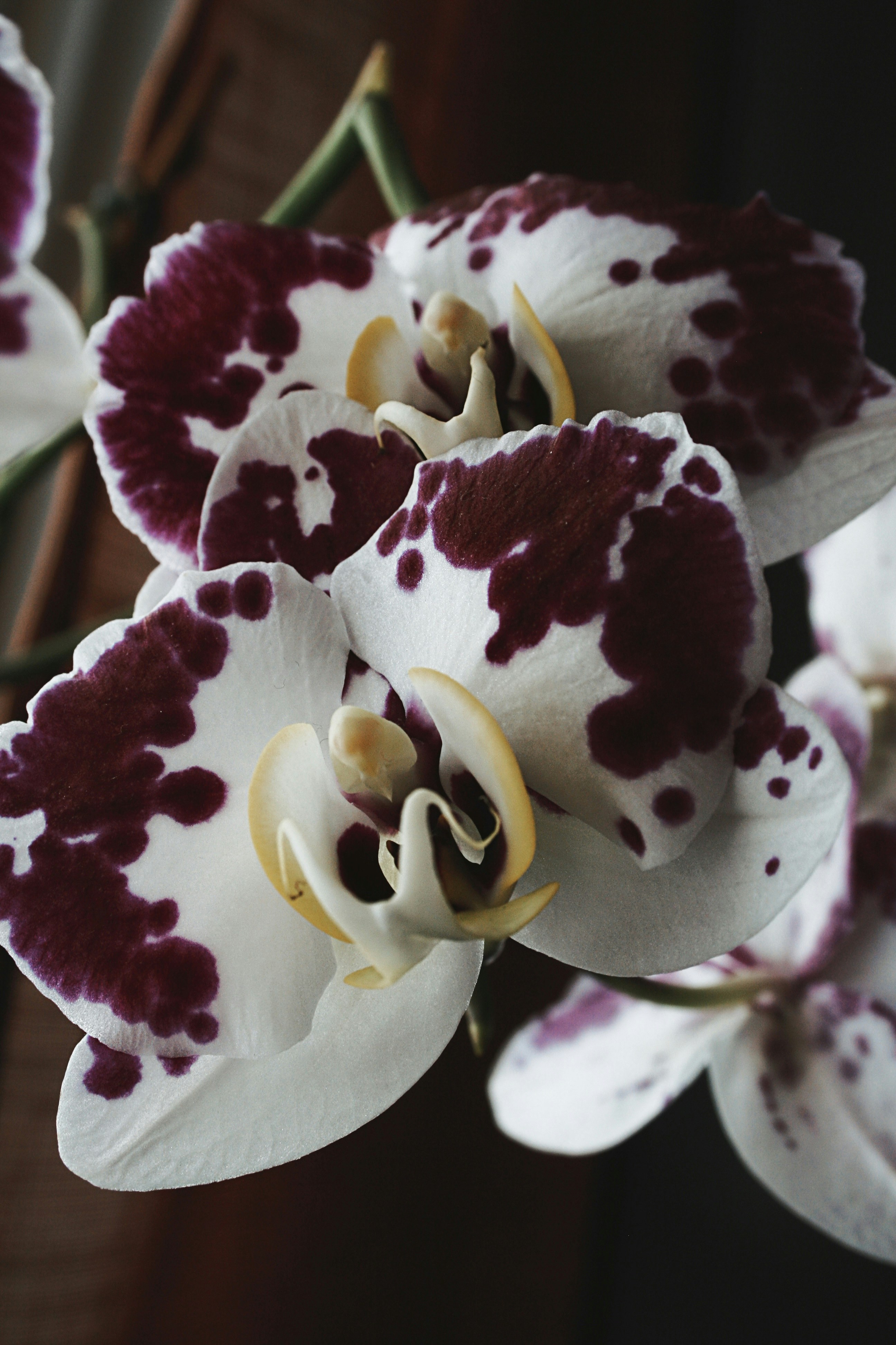 Velvet Burgundy Phalaenopsis Close-Up: White Petals with Maroon Spots