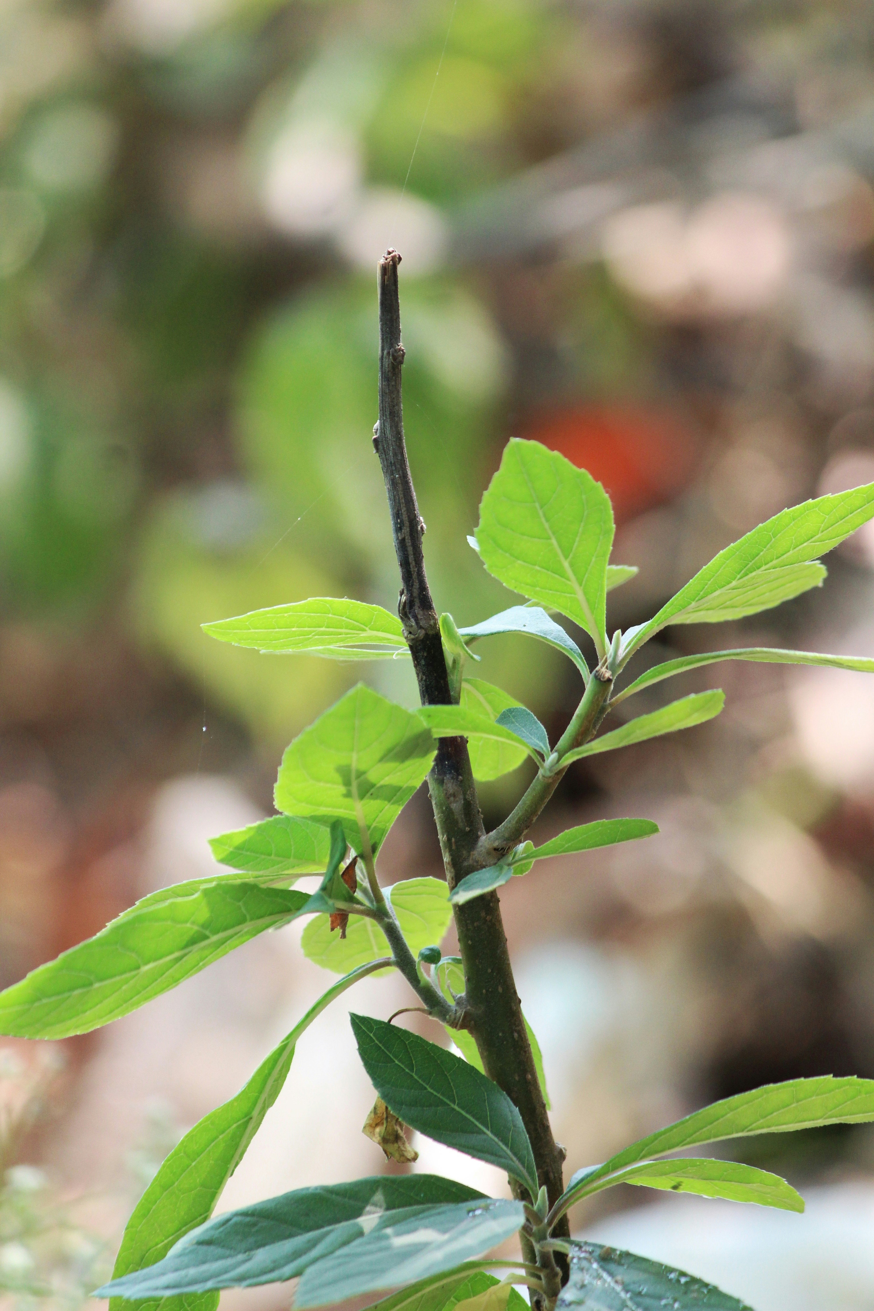 Verdant Pivot: Fresh Leaves Framing a Slim Twig in Soft Garden Bokeh