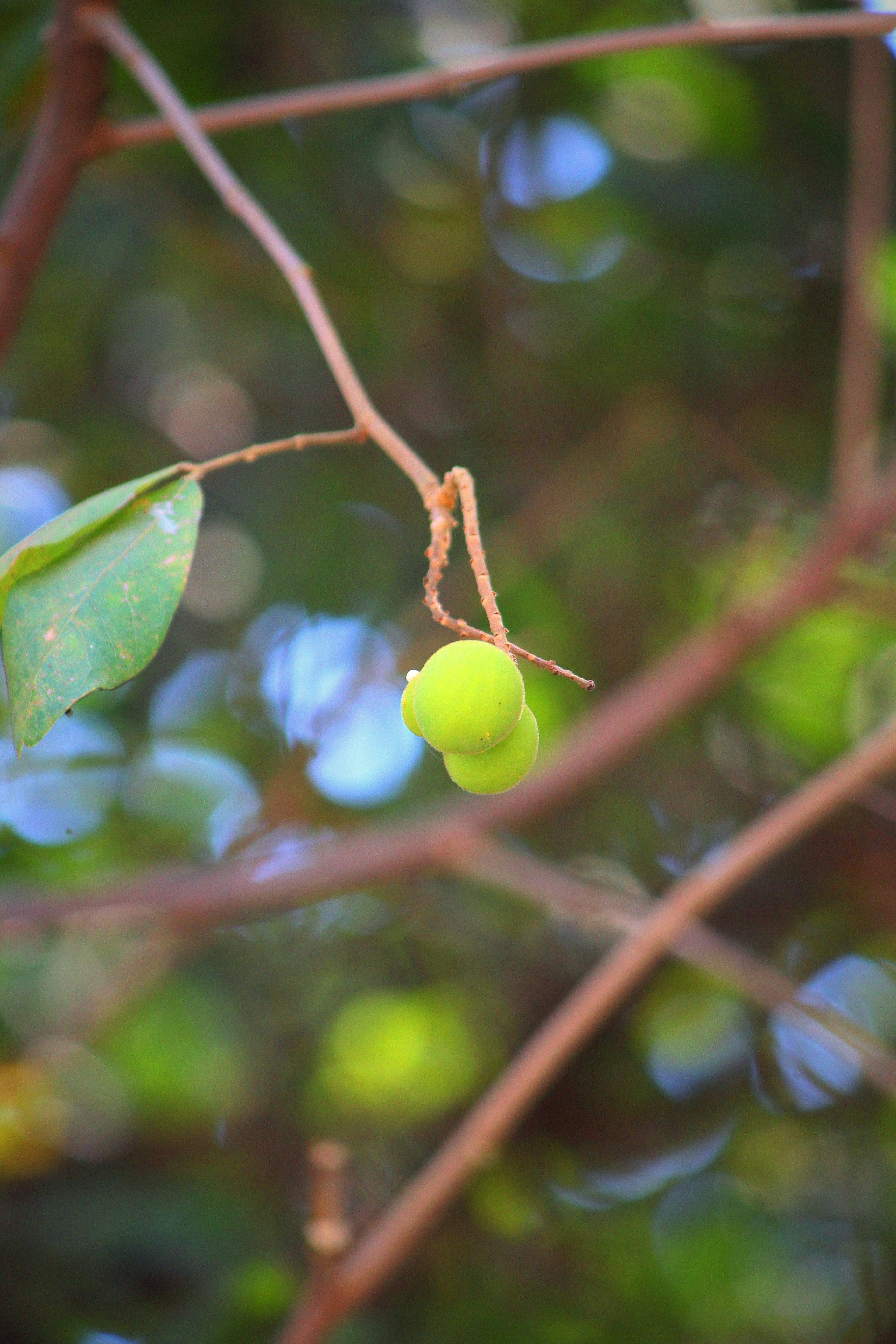 Two Green Berries on a Fragile Twig: Quiet Color in Velvet Bokeh