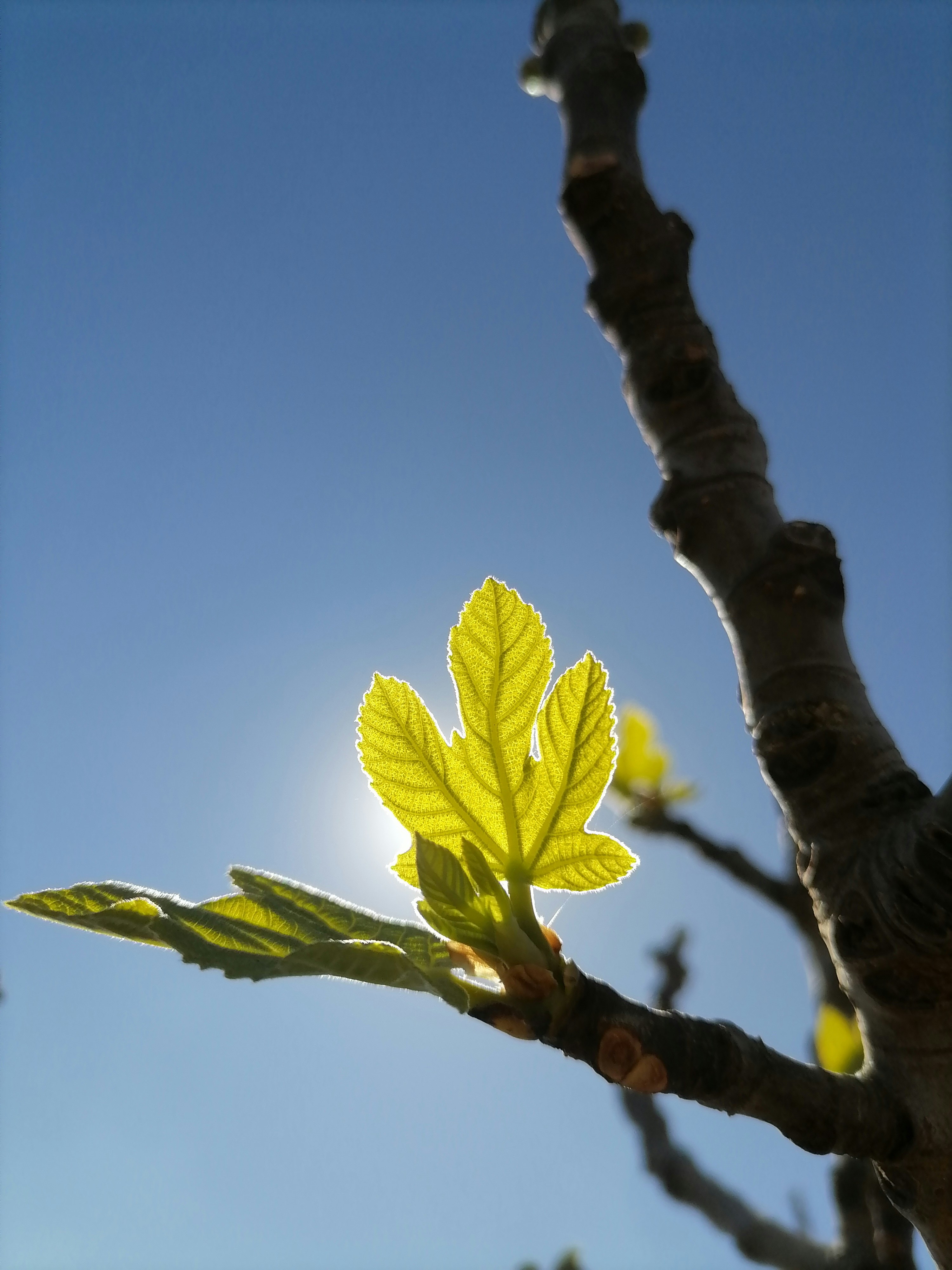 Newly sprouted fig leaves backlit by sunlight against a clear blue sky.