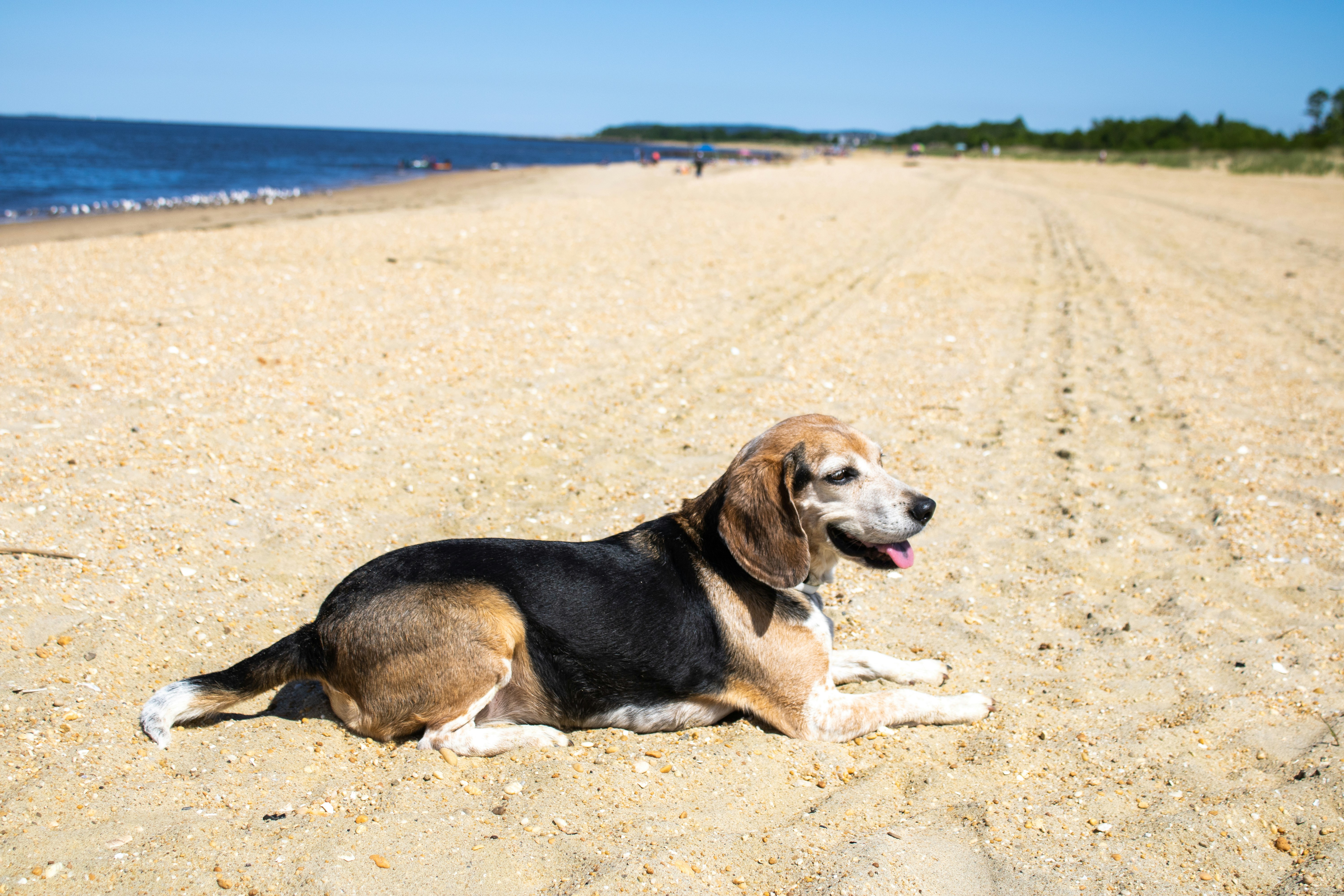 Serene Canine by the Shore