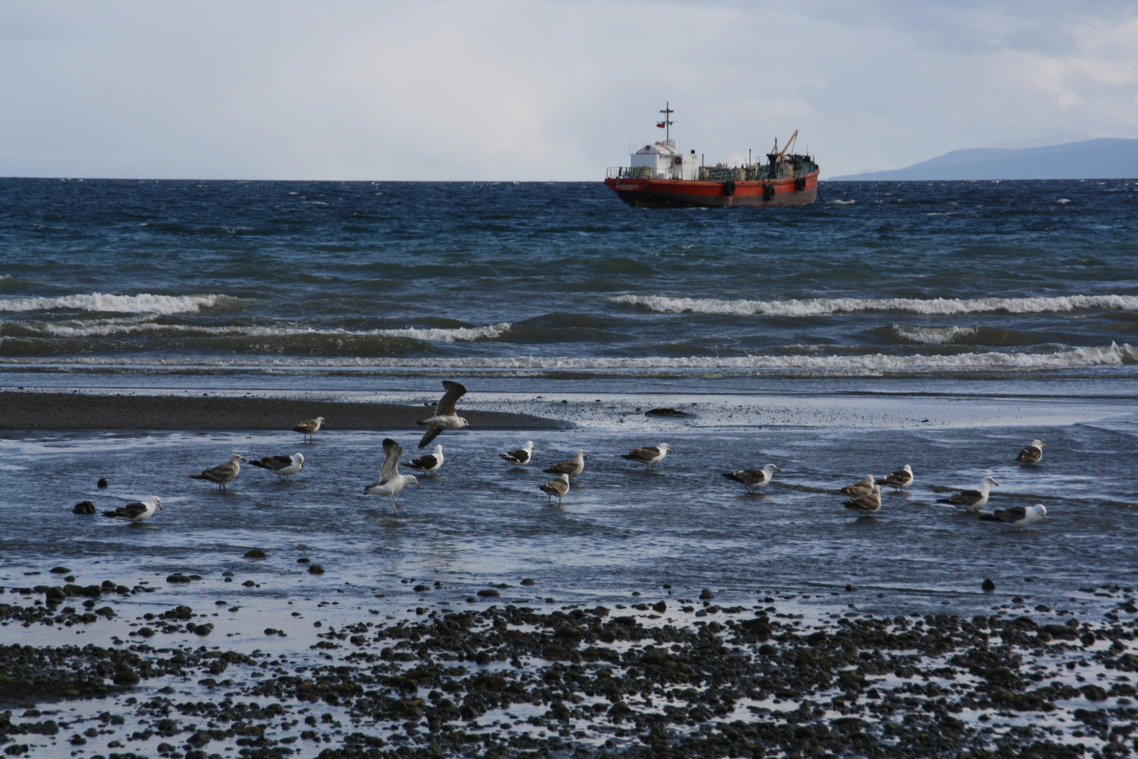 mirando los pájaros | a group of seagulls on a beach with a ship in the background