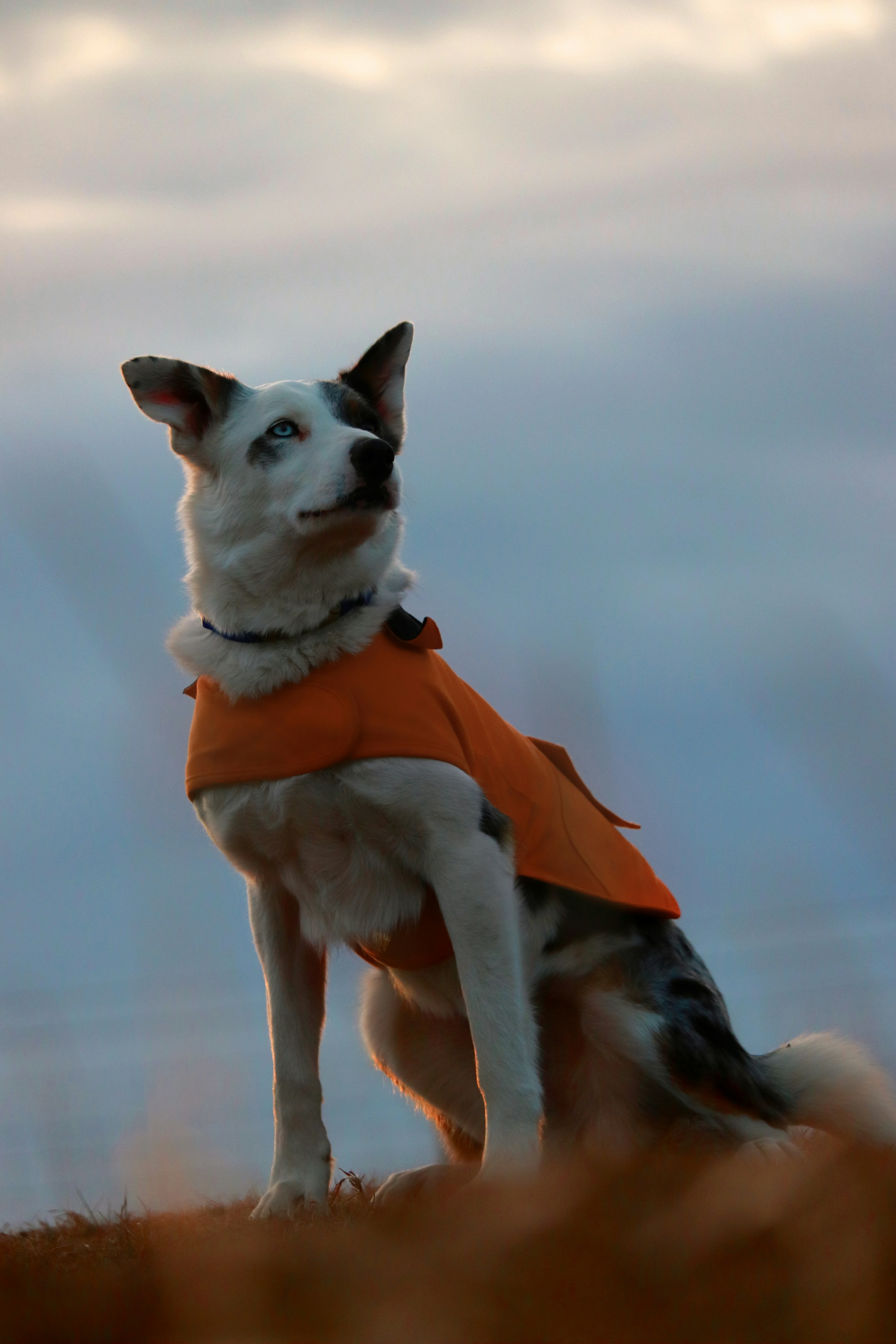 Portrait of dog in jacket