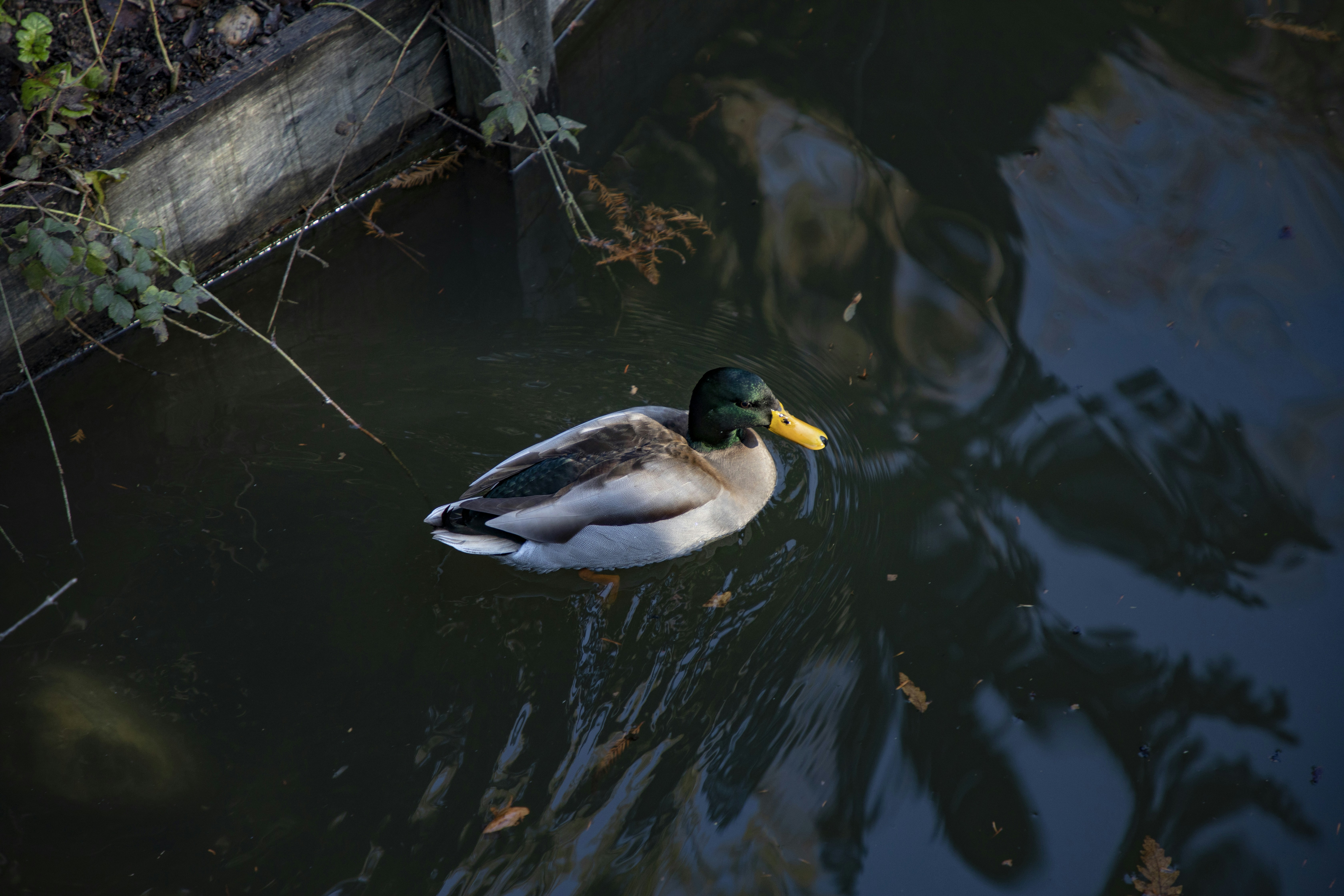 Serene Reflections: A Mallard's Moment