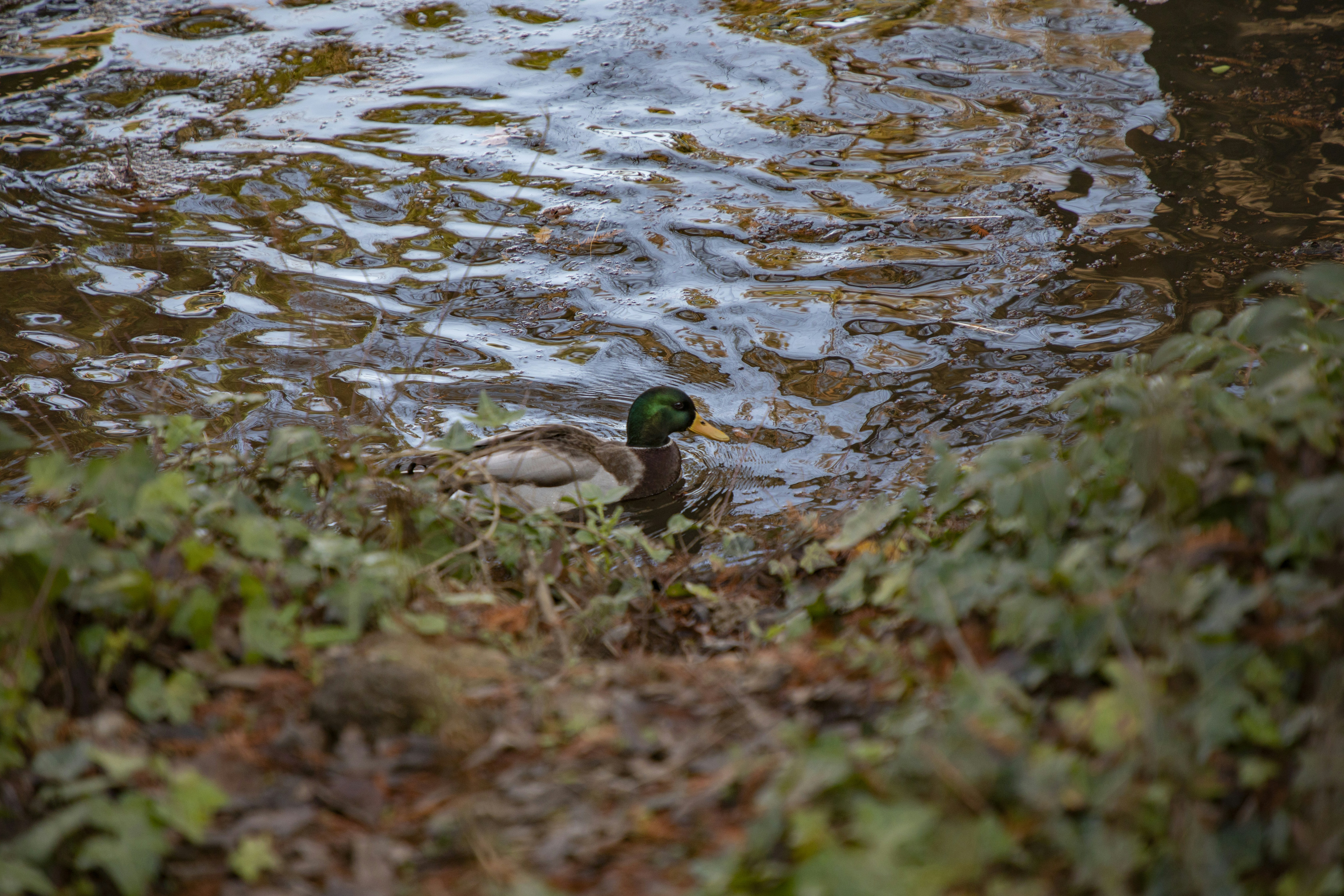 Emerald-Headed Mallard Lingers at the Leaf-Littered Shore