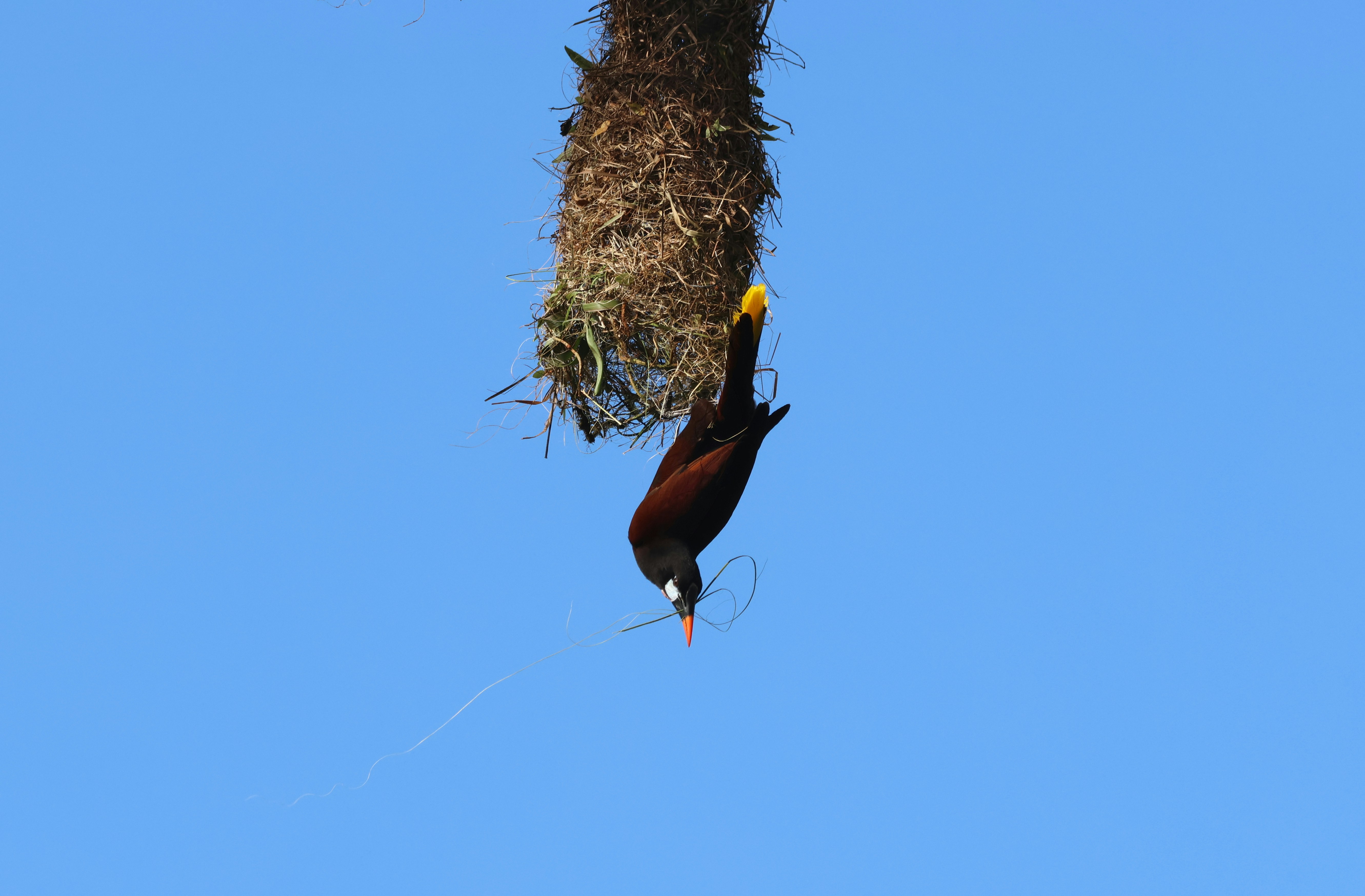 Inverted Nester: A Crimson-Beaked Bird Clings to Its Hanging Nest Under a Cobalt Sky