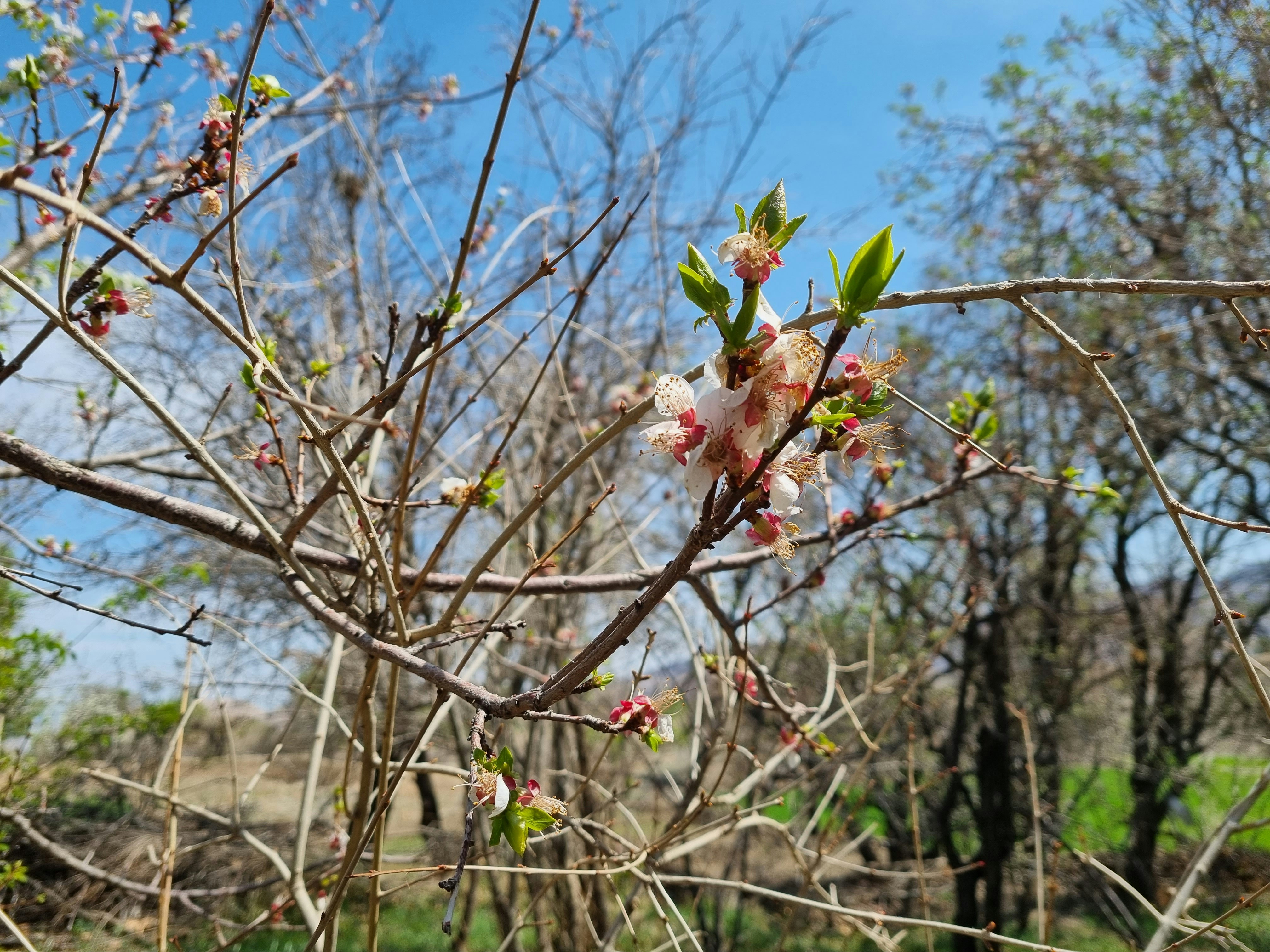 Delicate pink blossoms emerge from bare branches against a bright blue sky, signaling the arrival of spring.