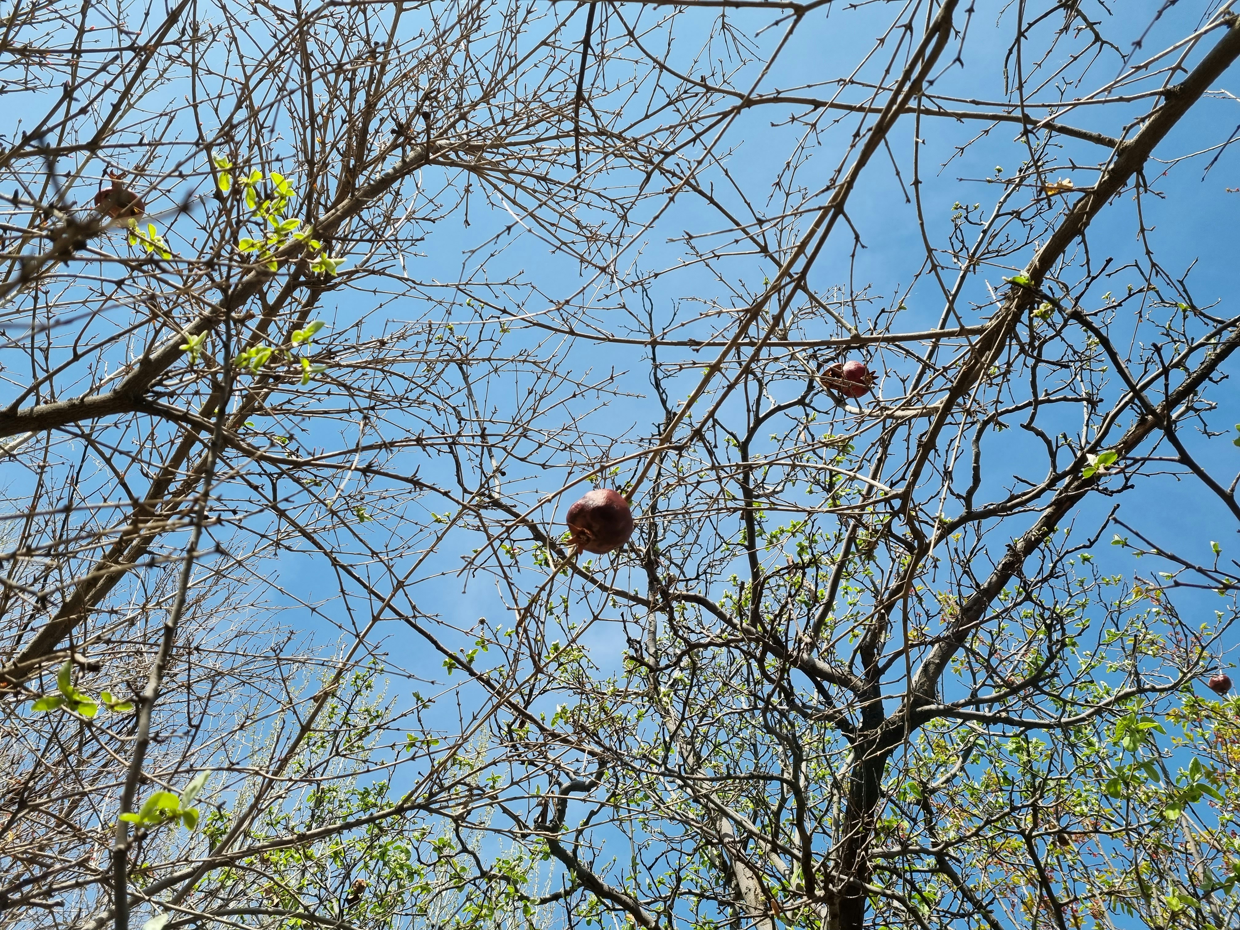 Branches Reaching Toward a Clear Blue Sky