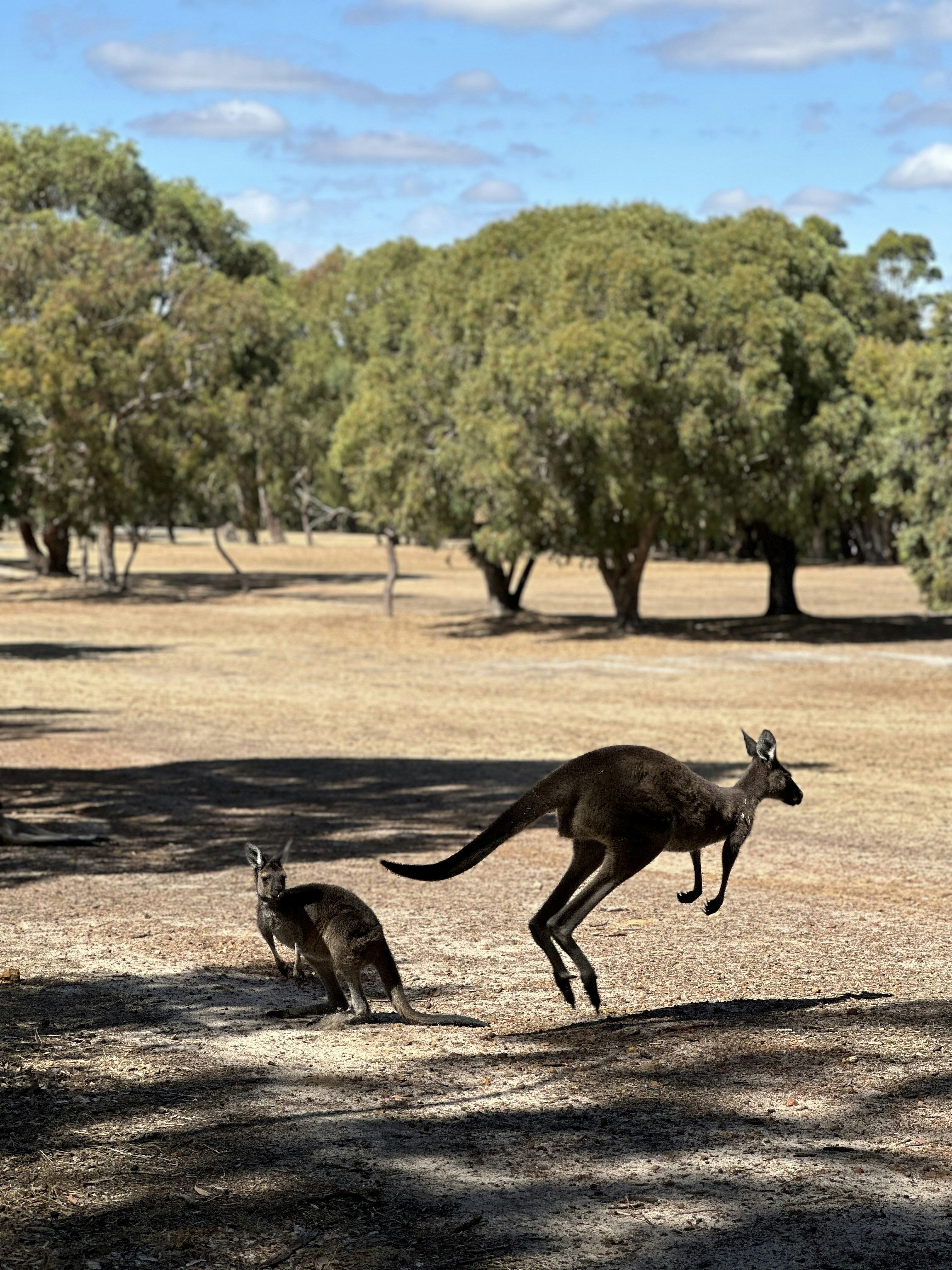 A dog chasing a kangaroo in a field photo – Free Dunsborough Image on ...