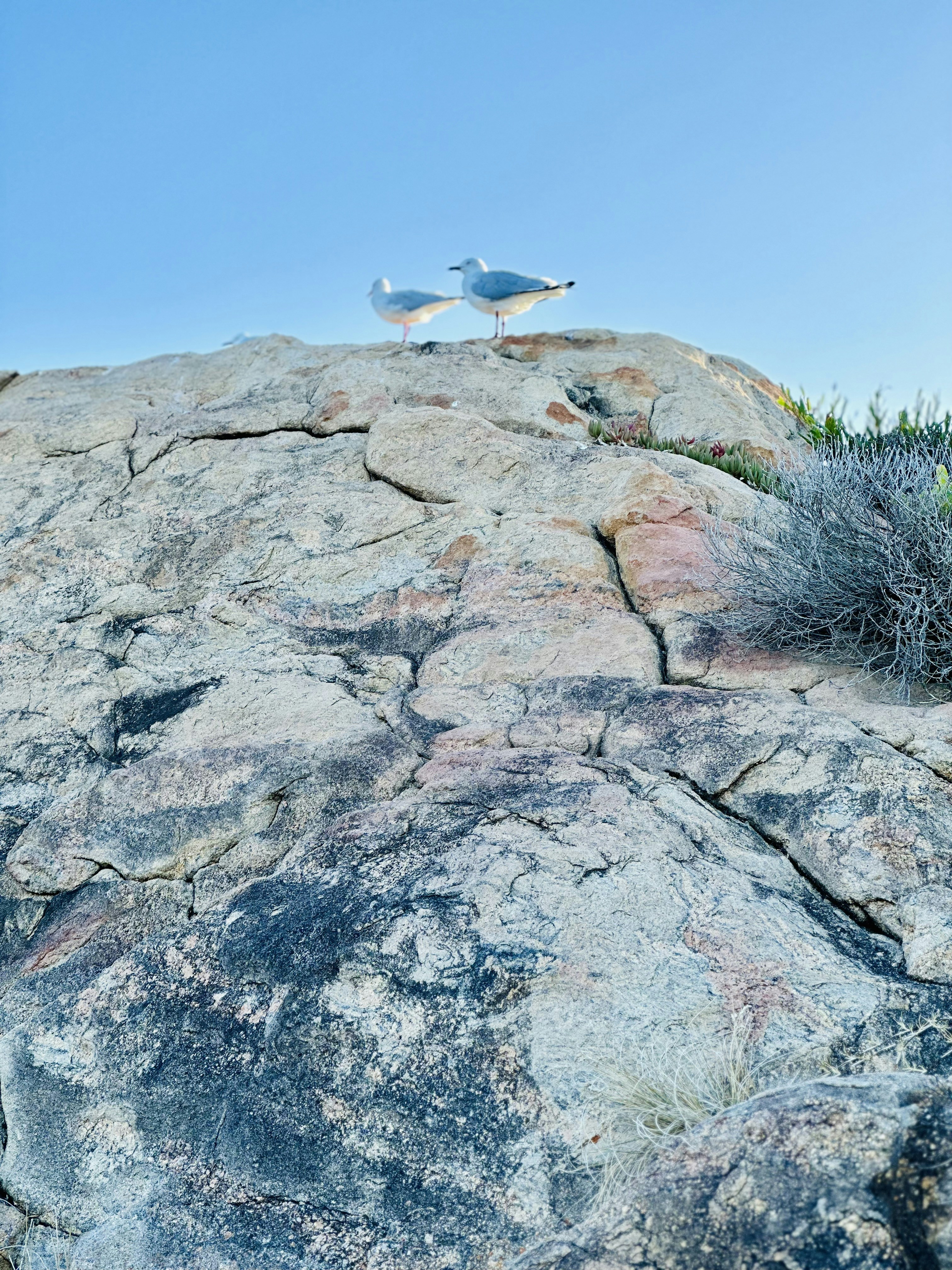 Seabirds on a Granite Ridge Under a Cerulean Sky