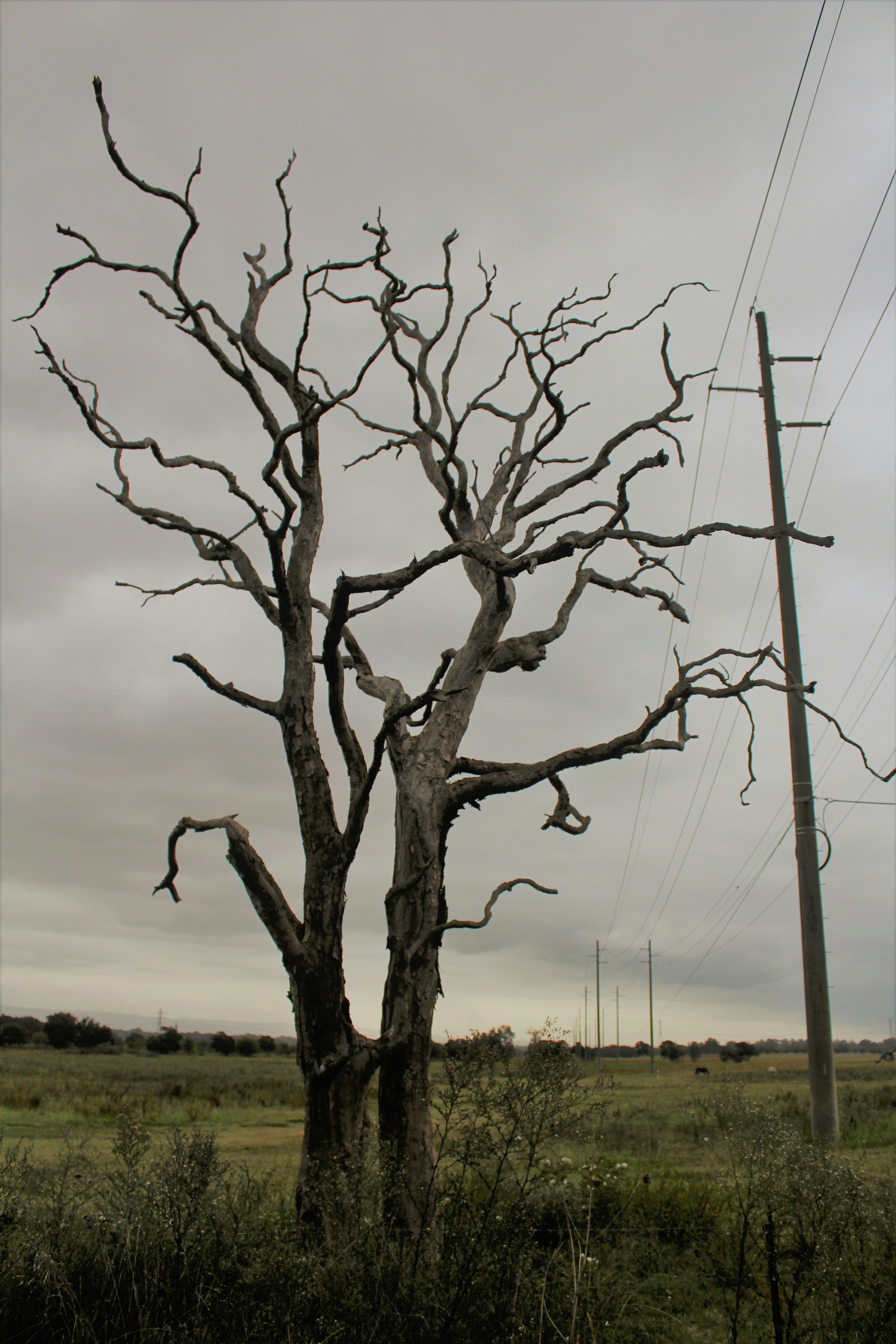 A dead tree in a field with power lines in the background photo – Free ...