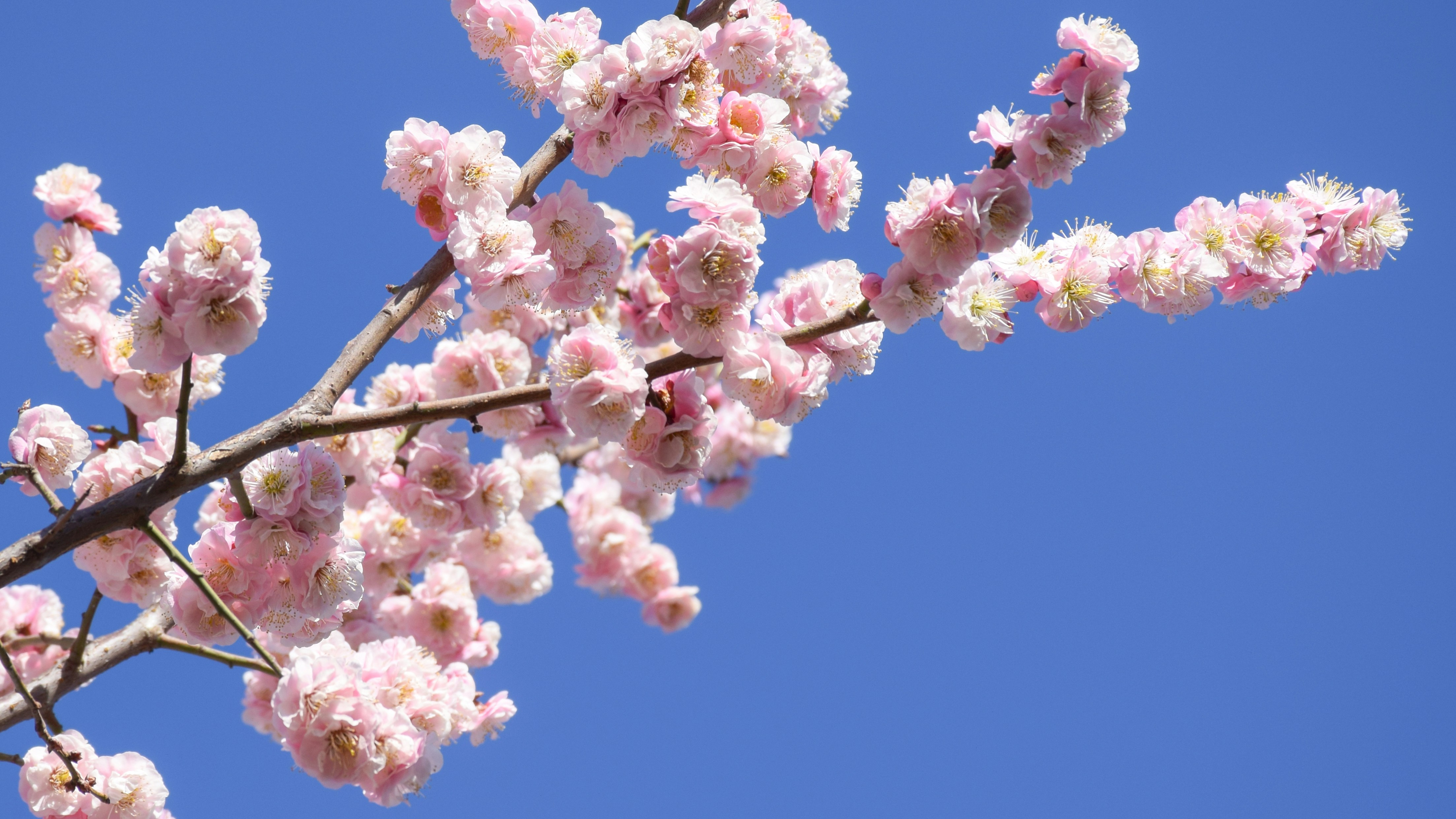 a branch with pink flowers against a blue sky