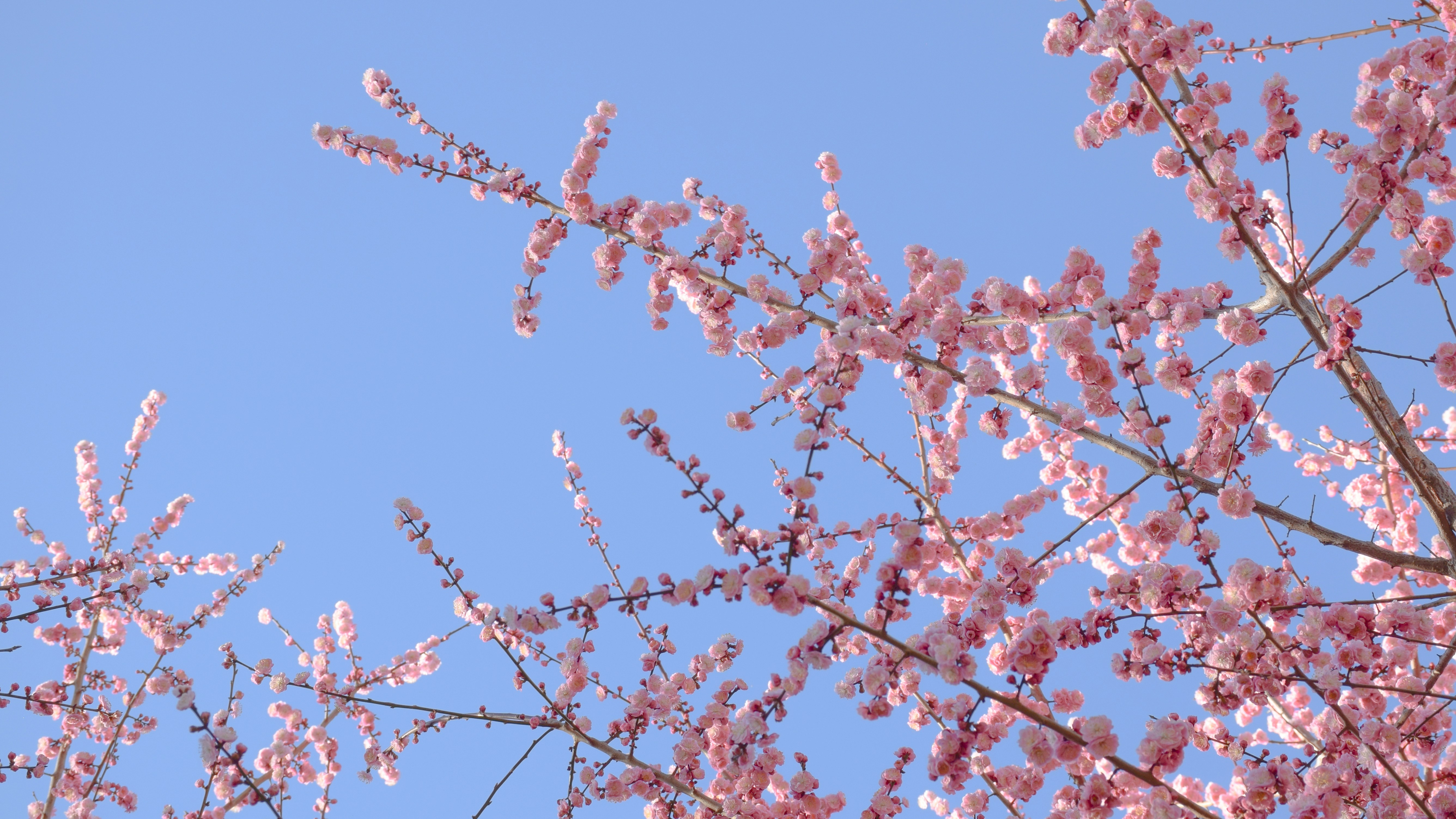 Petal Threads in a Sky-Blue Frame