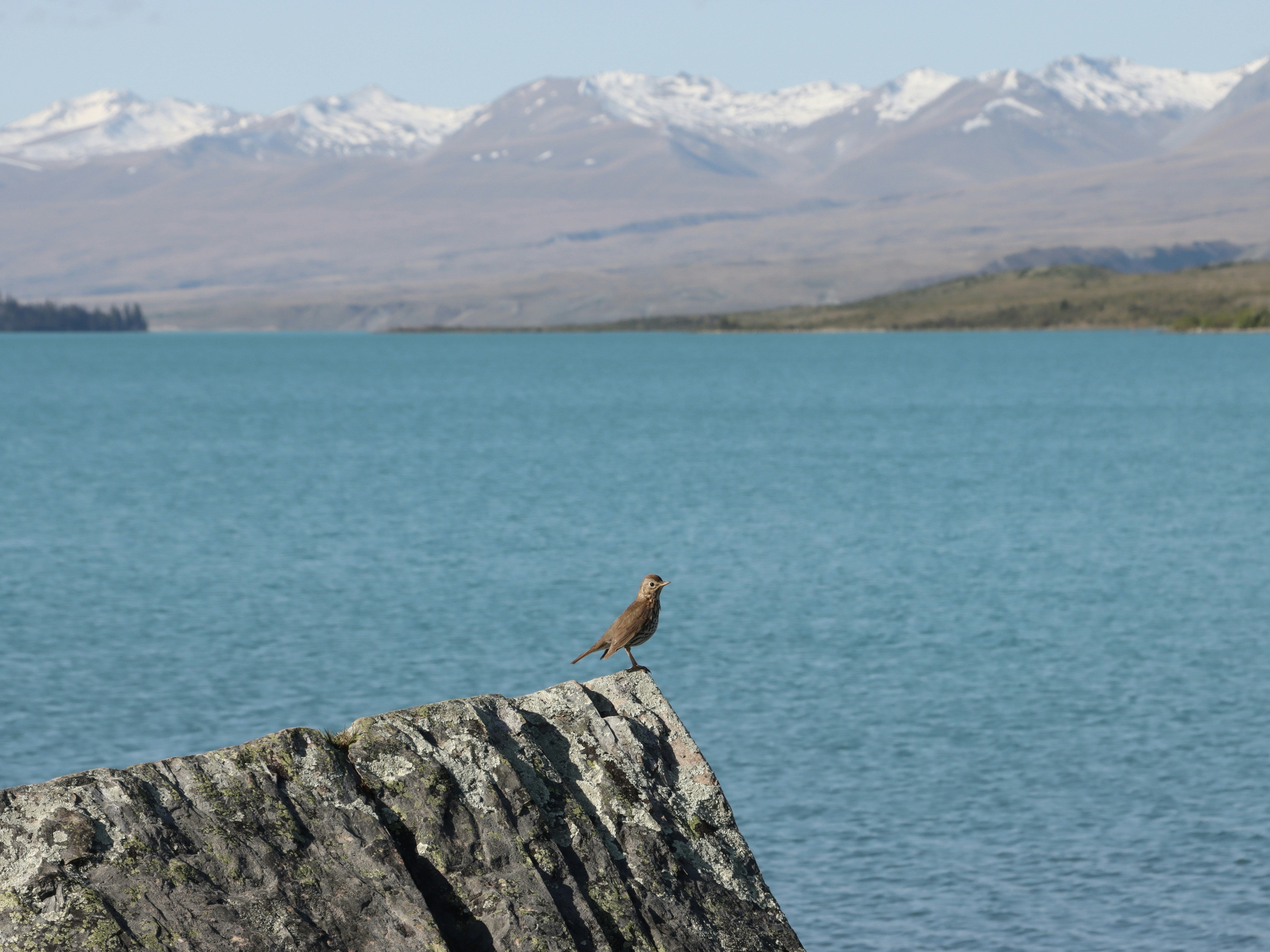 Rock-crest perch: a lone bird surveys a turquoise lake beneath snow-tipped peaks