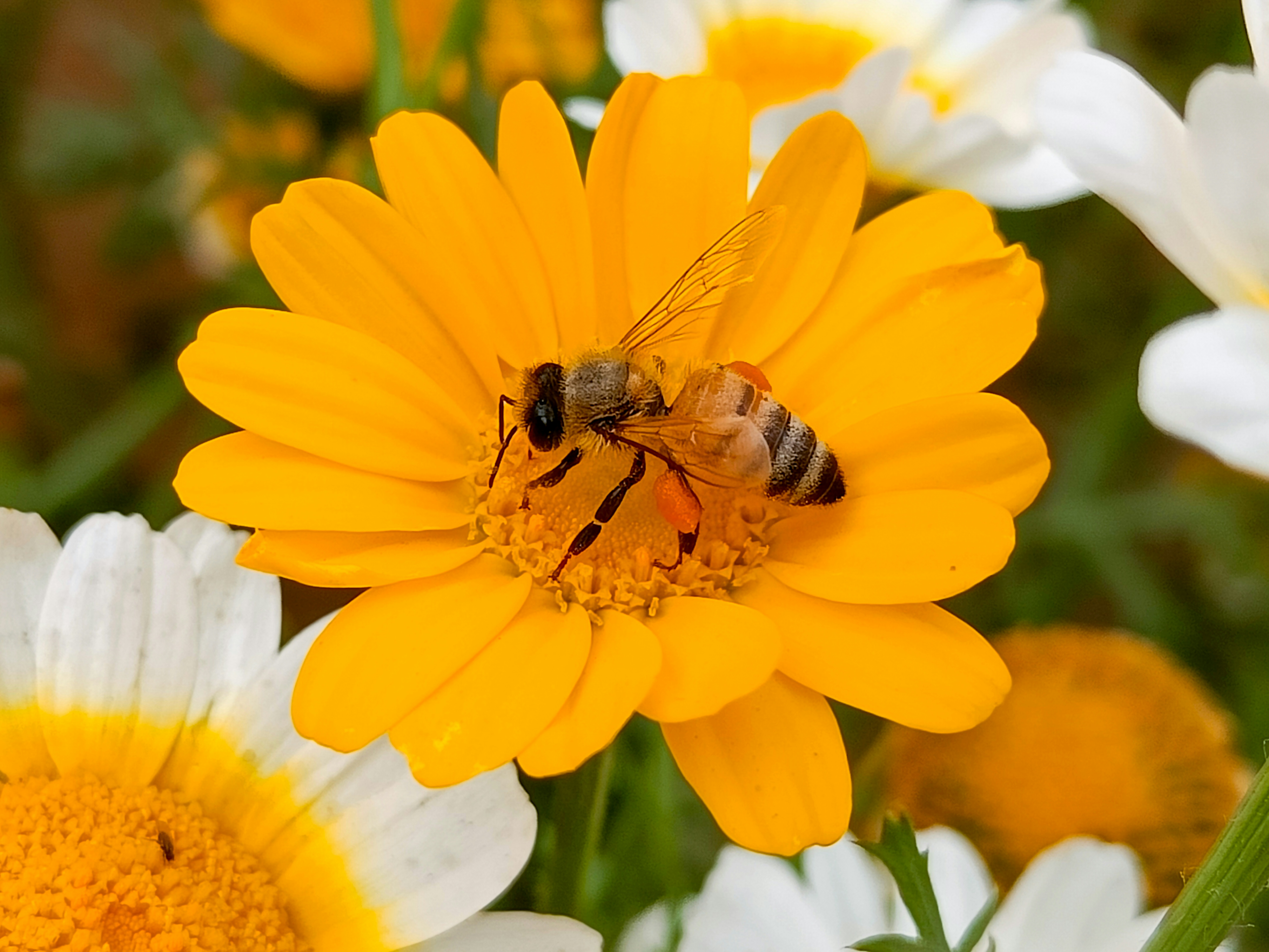 Honeybee collecting pollen from vibrant yellow flower surrounded by white daisies.