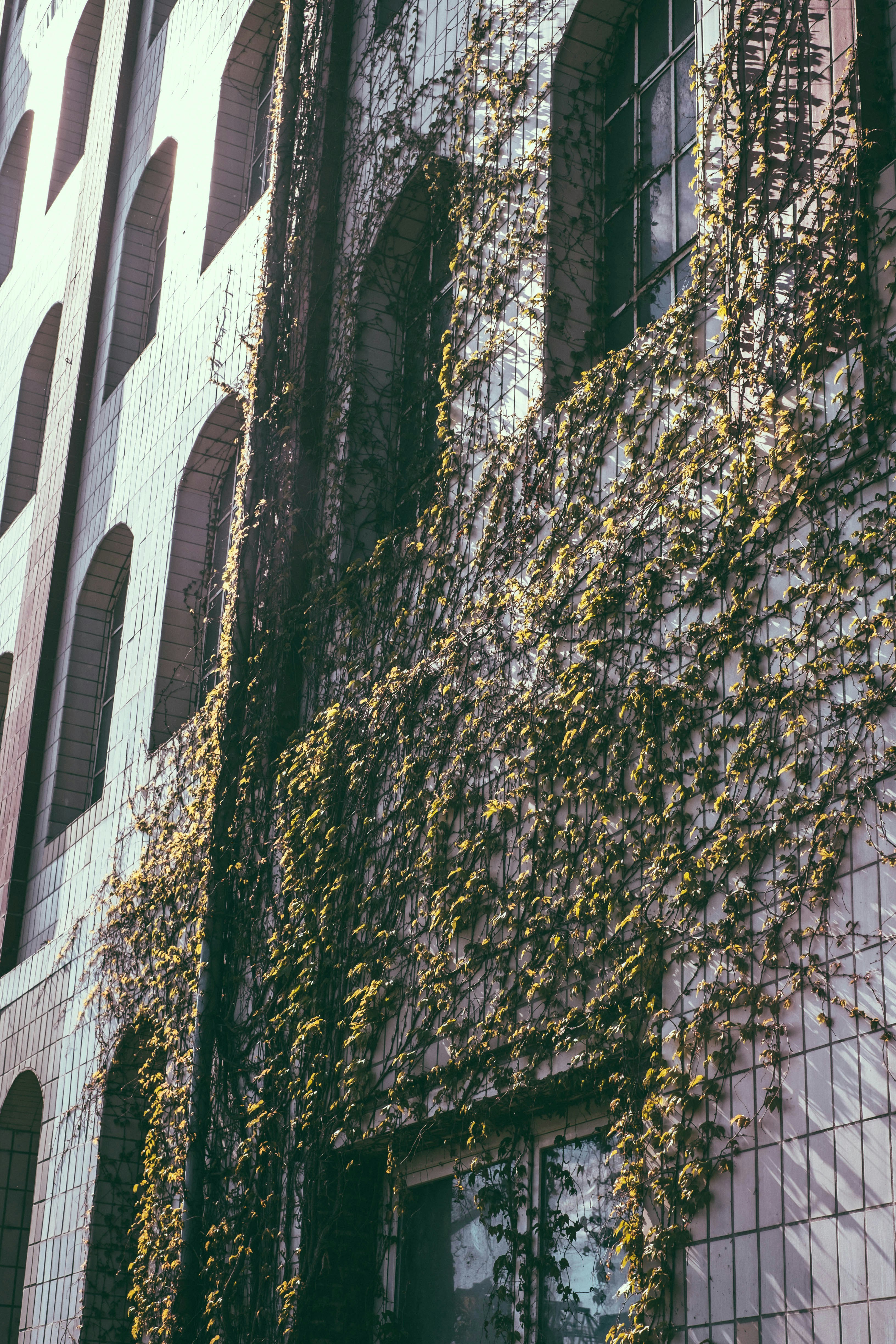A building covered in vines next to a window photo – Free Building ...
