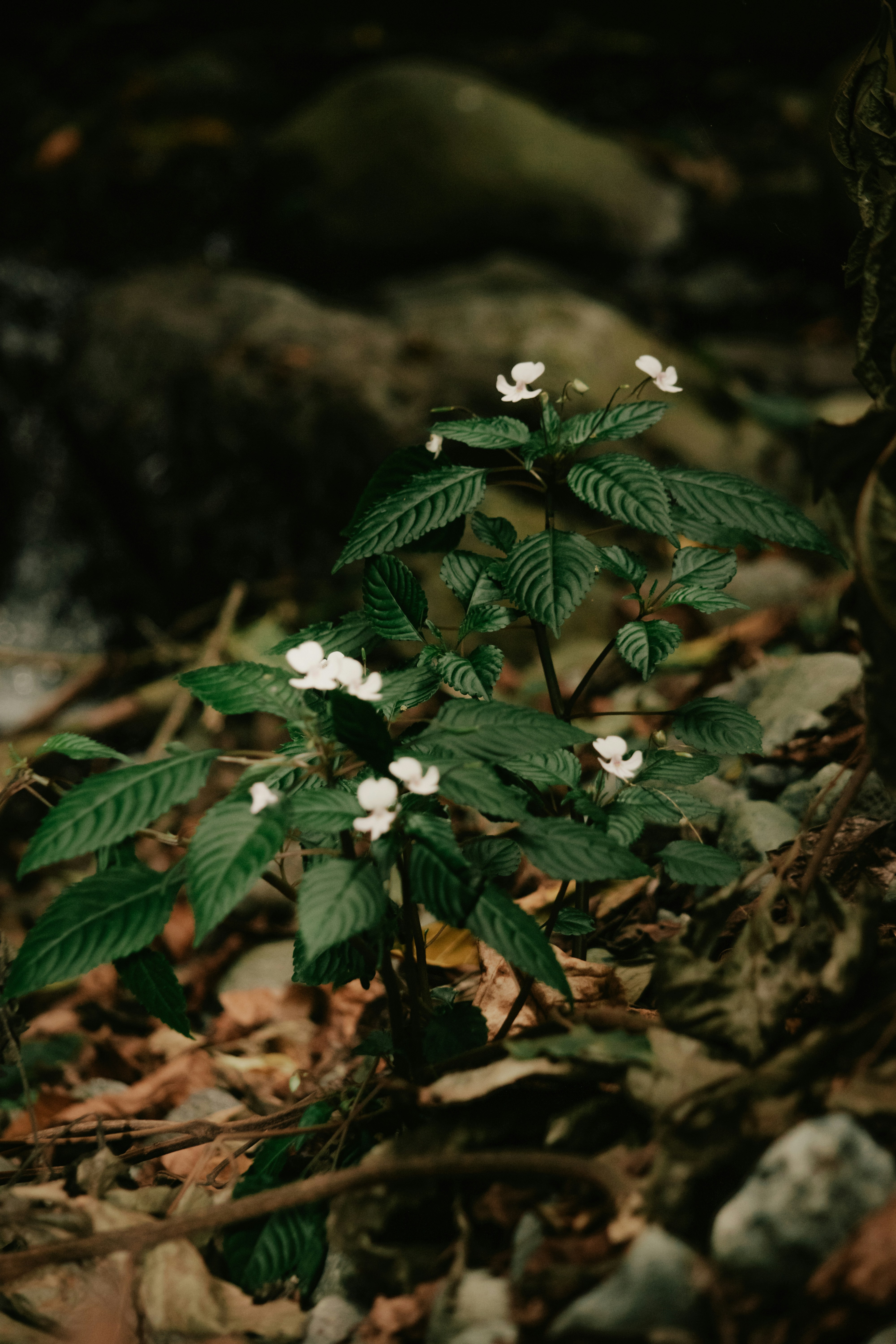 a small white flower sitting on top of a leaf covered ground