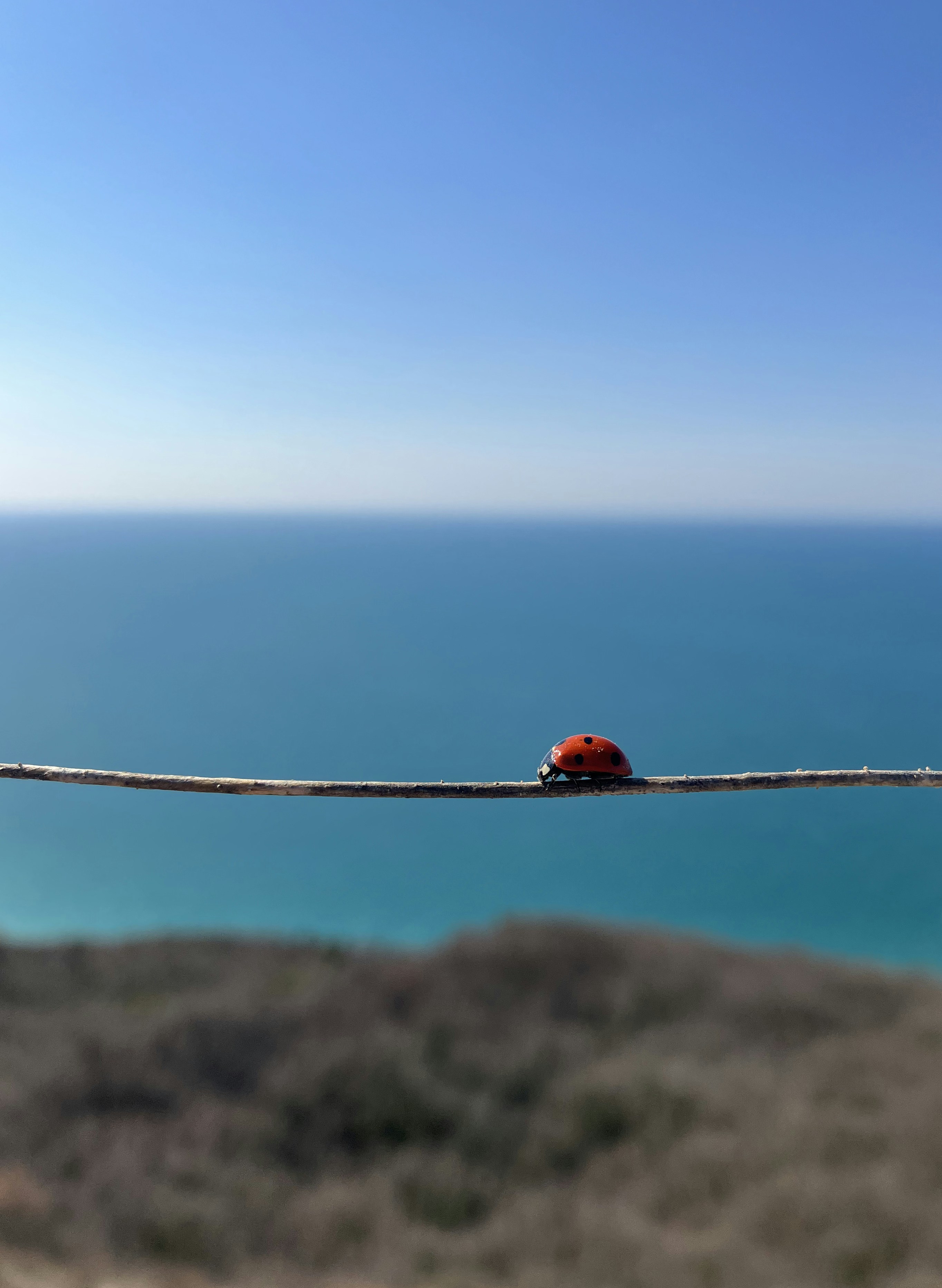 A small red bug sitting on top of a rope photo – Free Anapa Image on ...