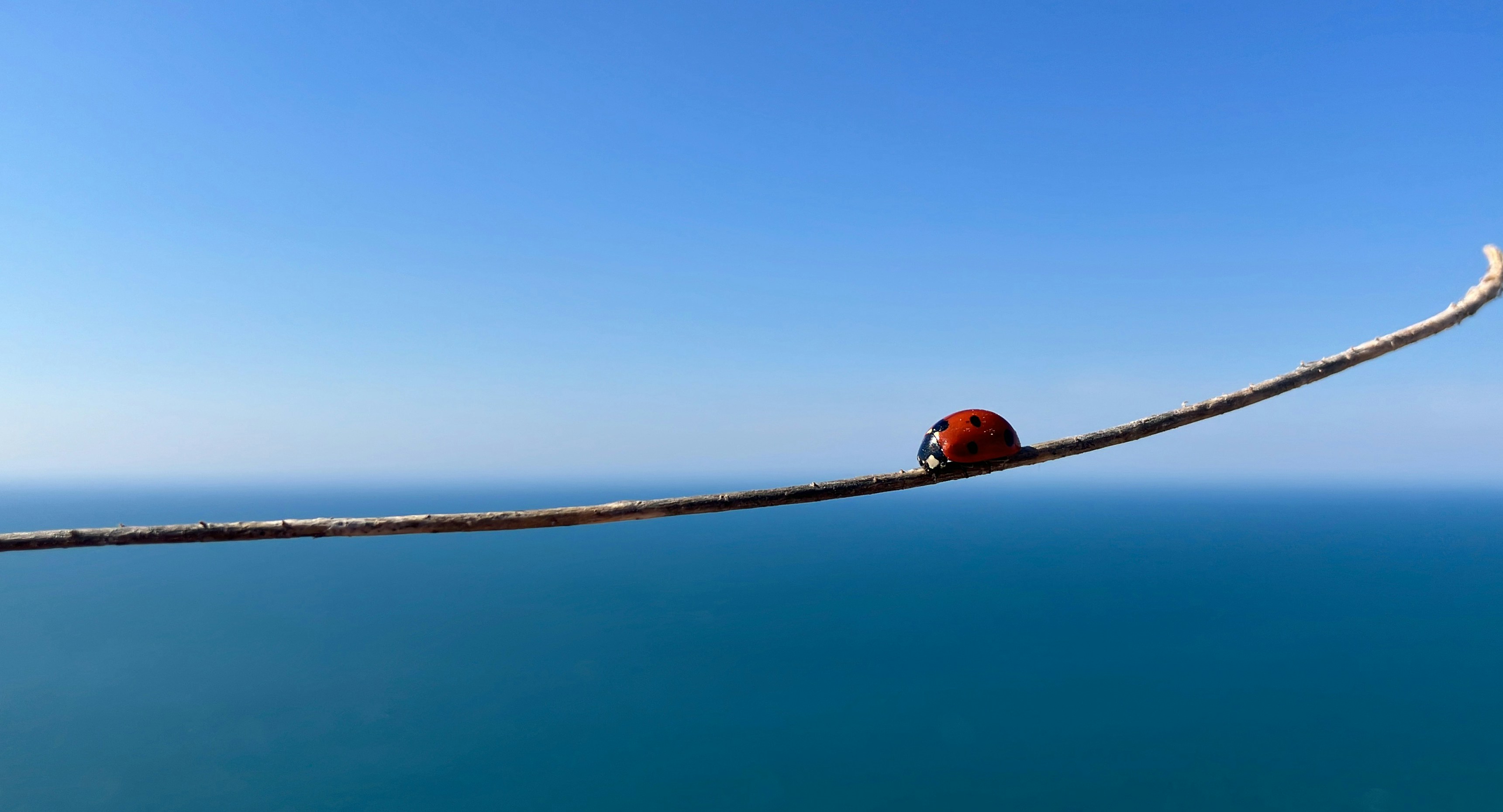Red Ladybug on a Curve-Bent Twig Above an Expansive Azure Sea