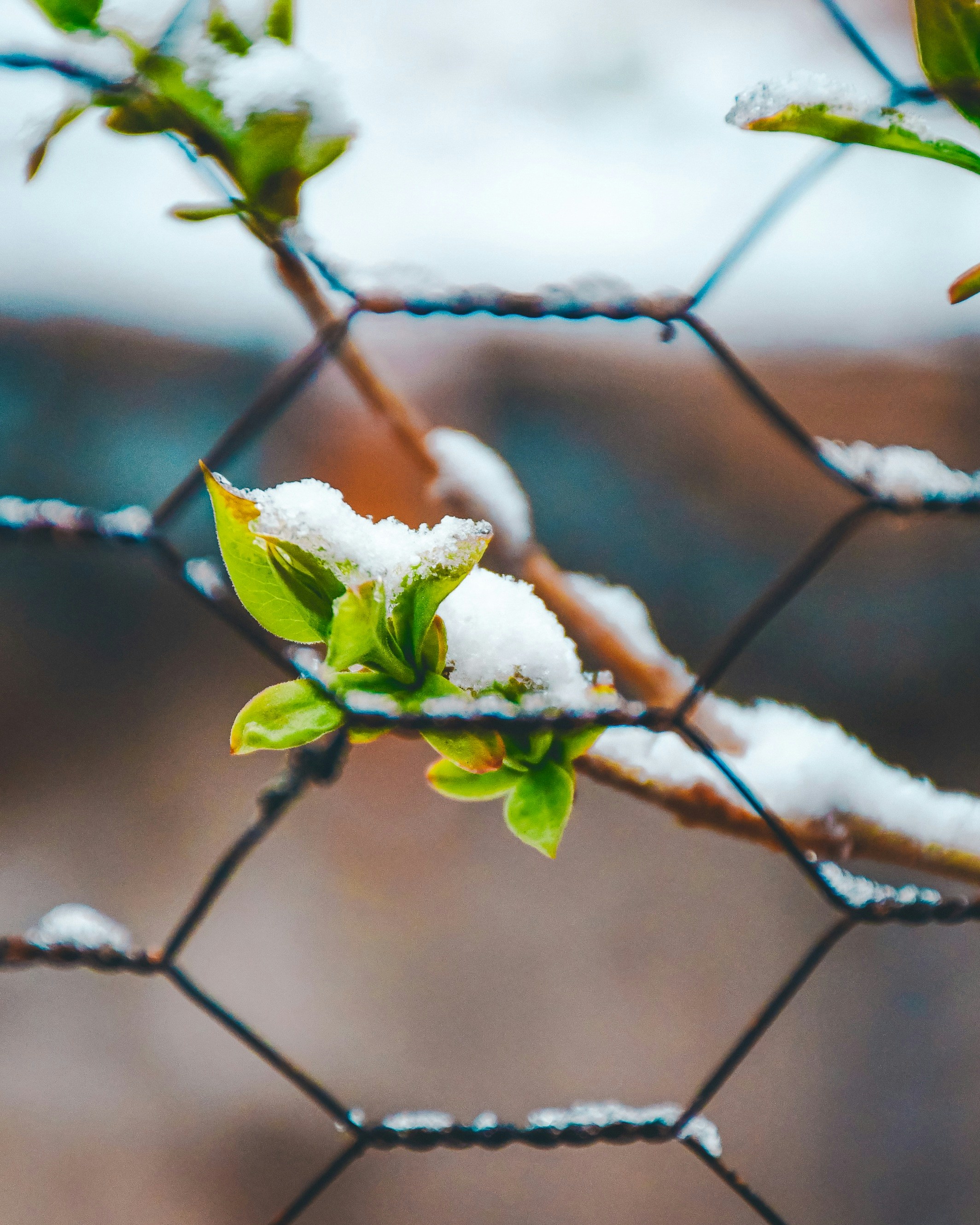 A small green plant is growing through a wire fence photo – Free ...