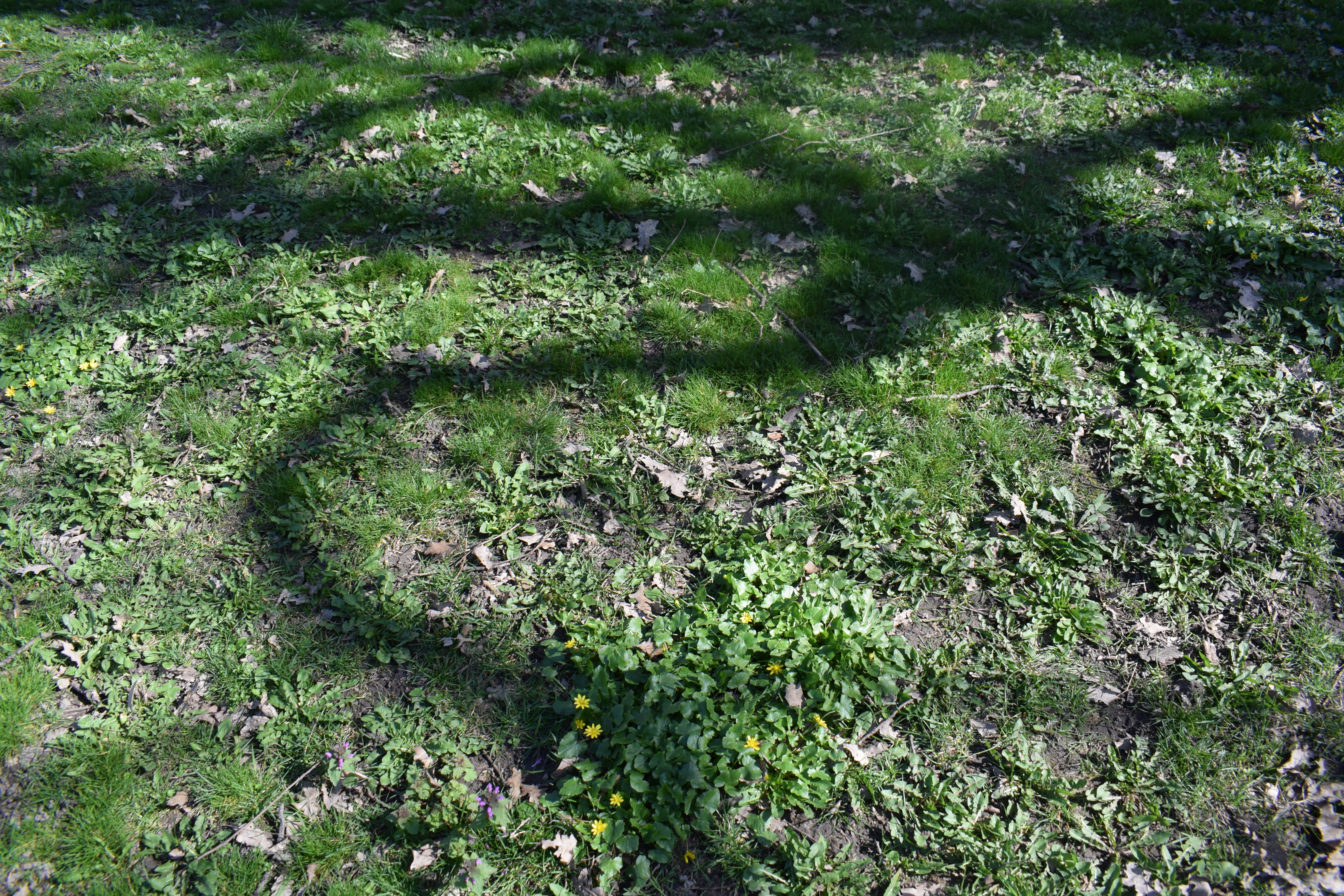 Curved Shadow Embrace: A Lone Yellow Bloom in Dappled Grass
