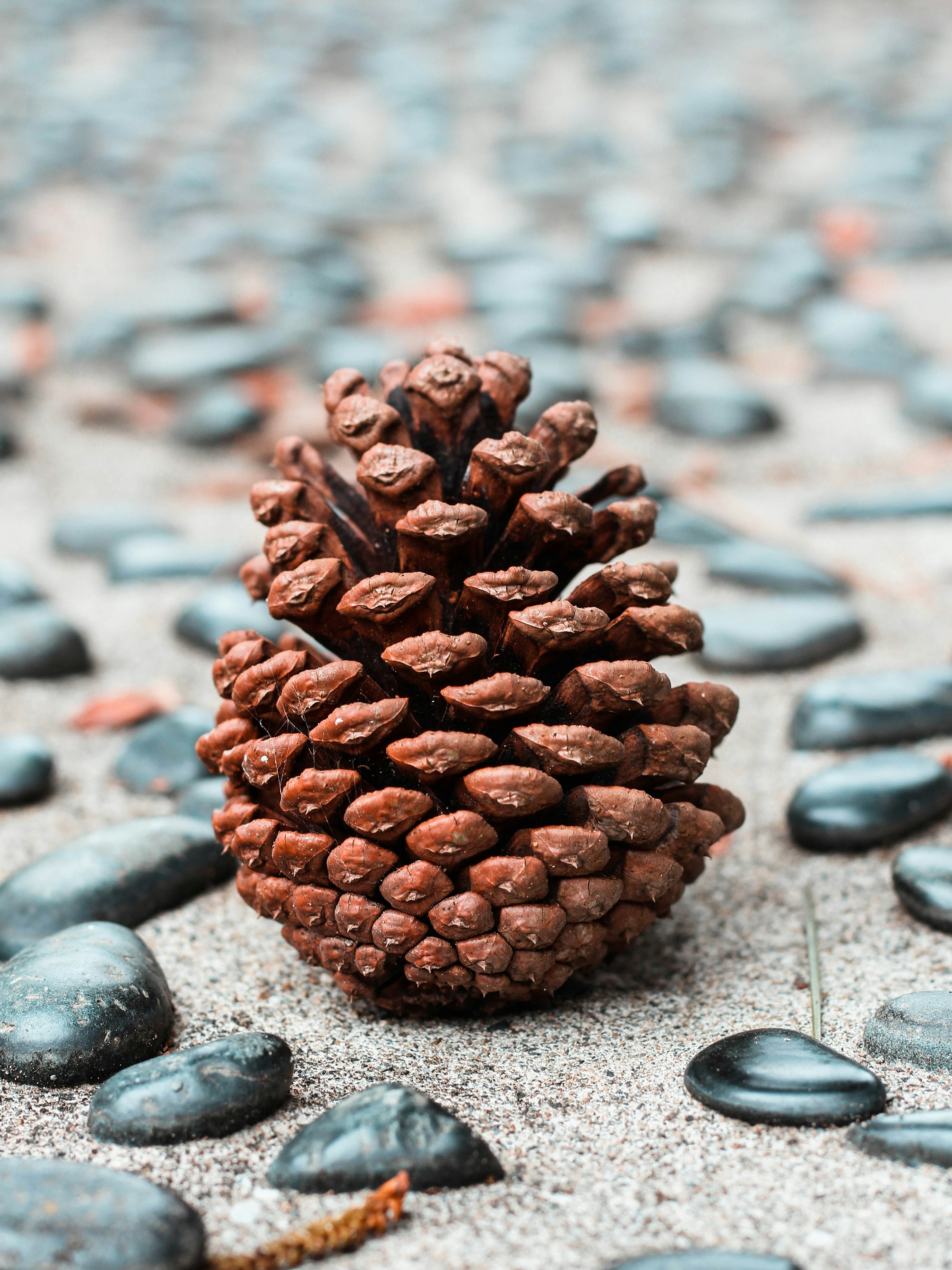 a pine cone sitting on top of a stone floor
