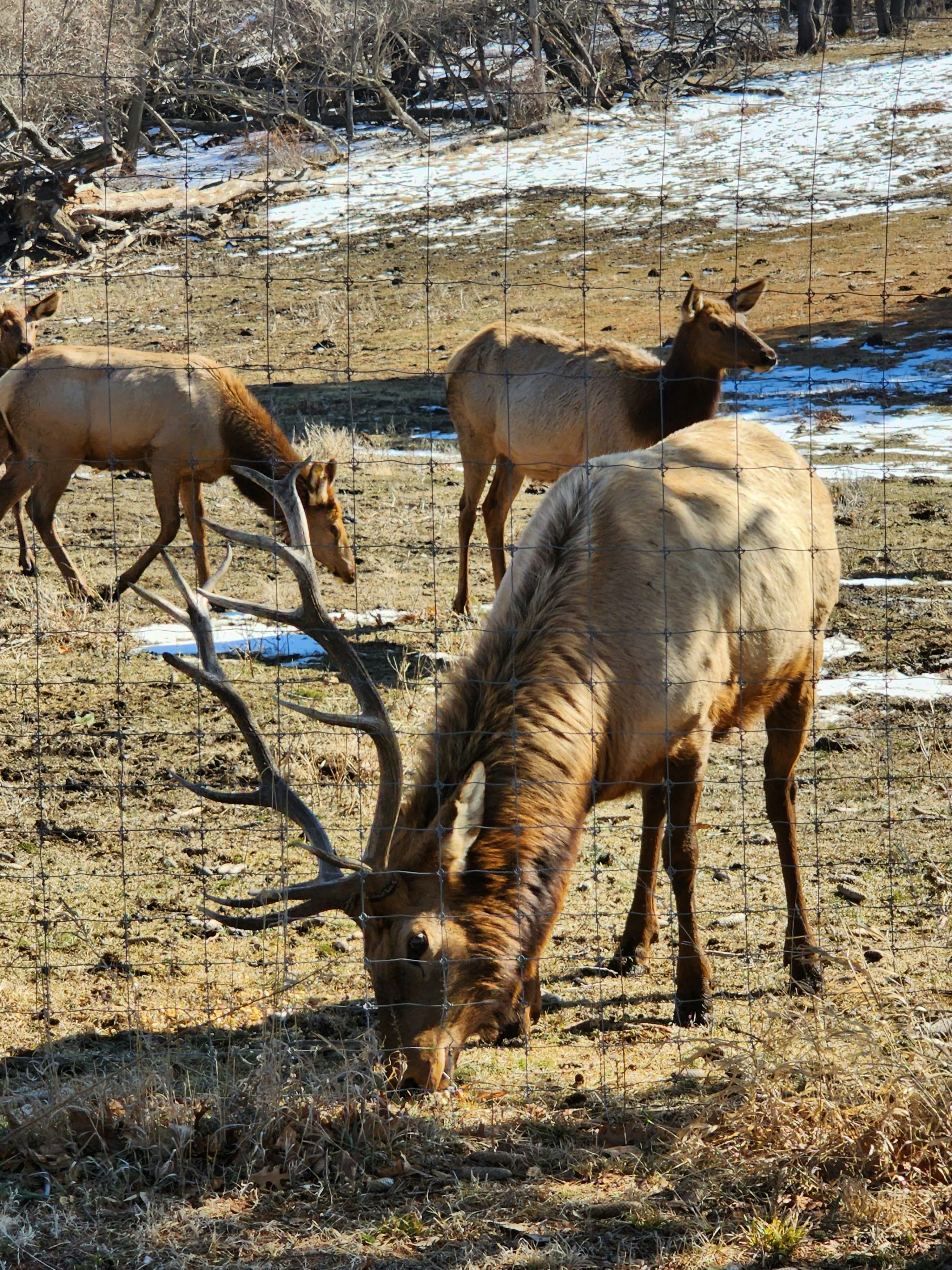 Horned Sentinel in a Winter Grazing Ground