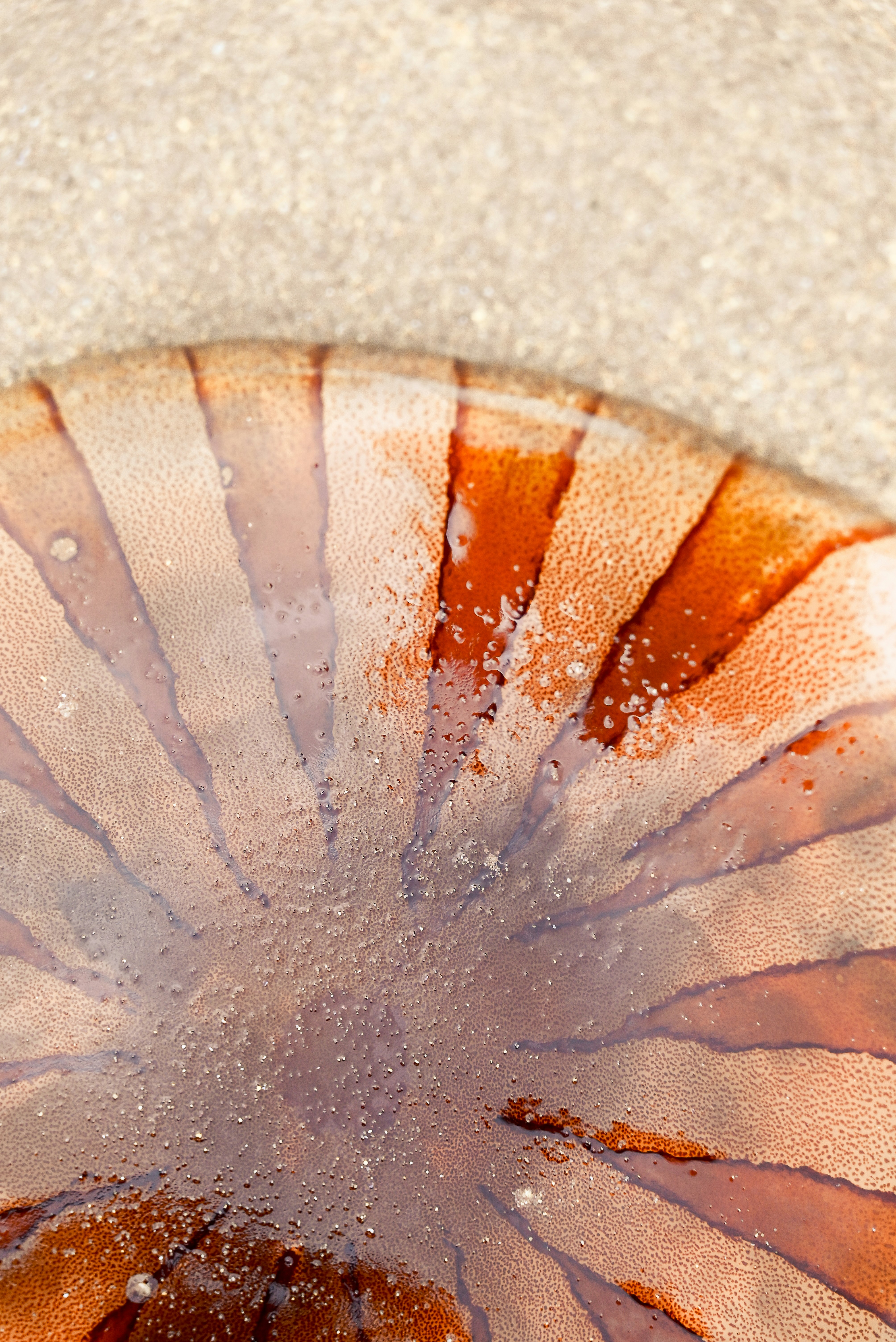 Foto Un primer plano de un trozo de comida en una mesa – Imagen Medusa ...