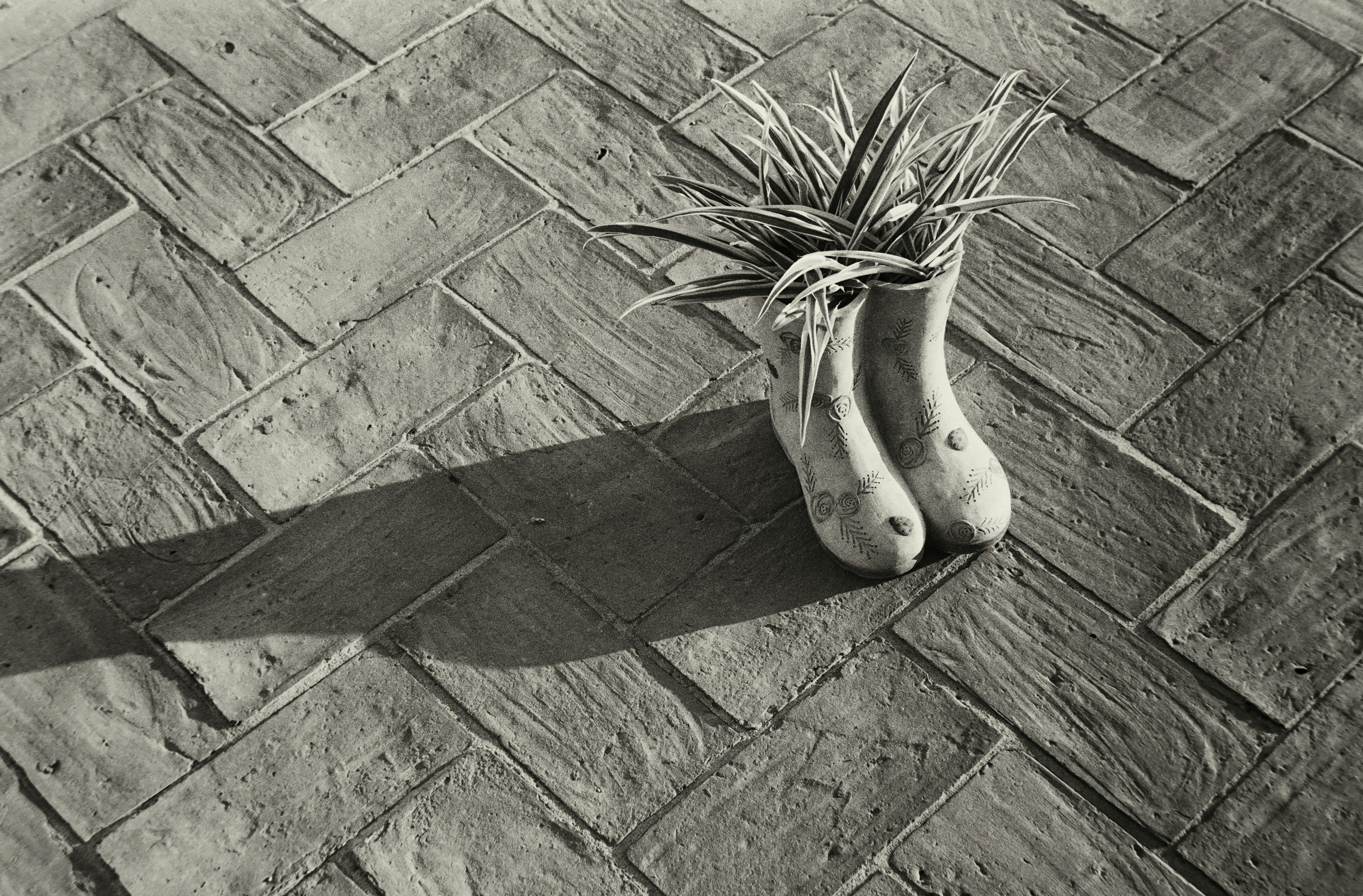 A Lone Plant In Concrete: Shadowed Resilience