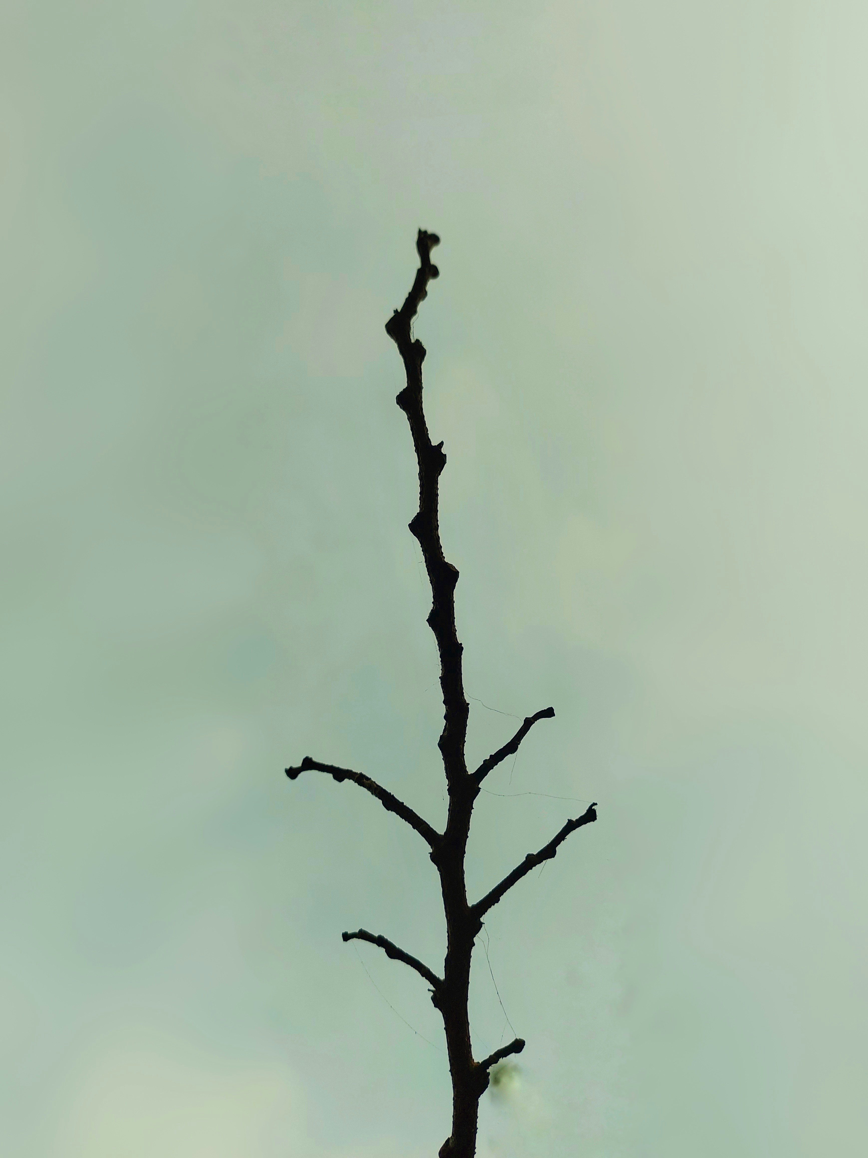 A stark silhouette of a solitary branch reaching upward against a muted background. The image evokes themes of solitude and perseverance.