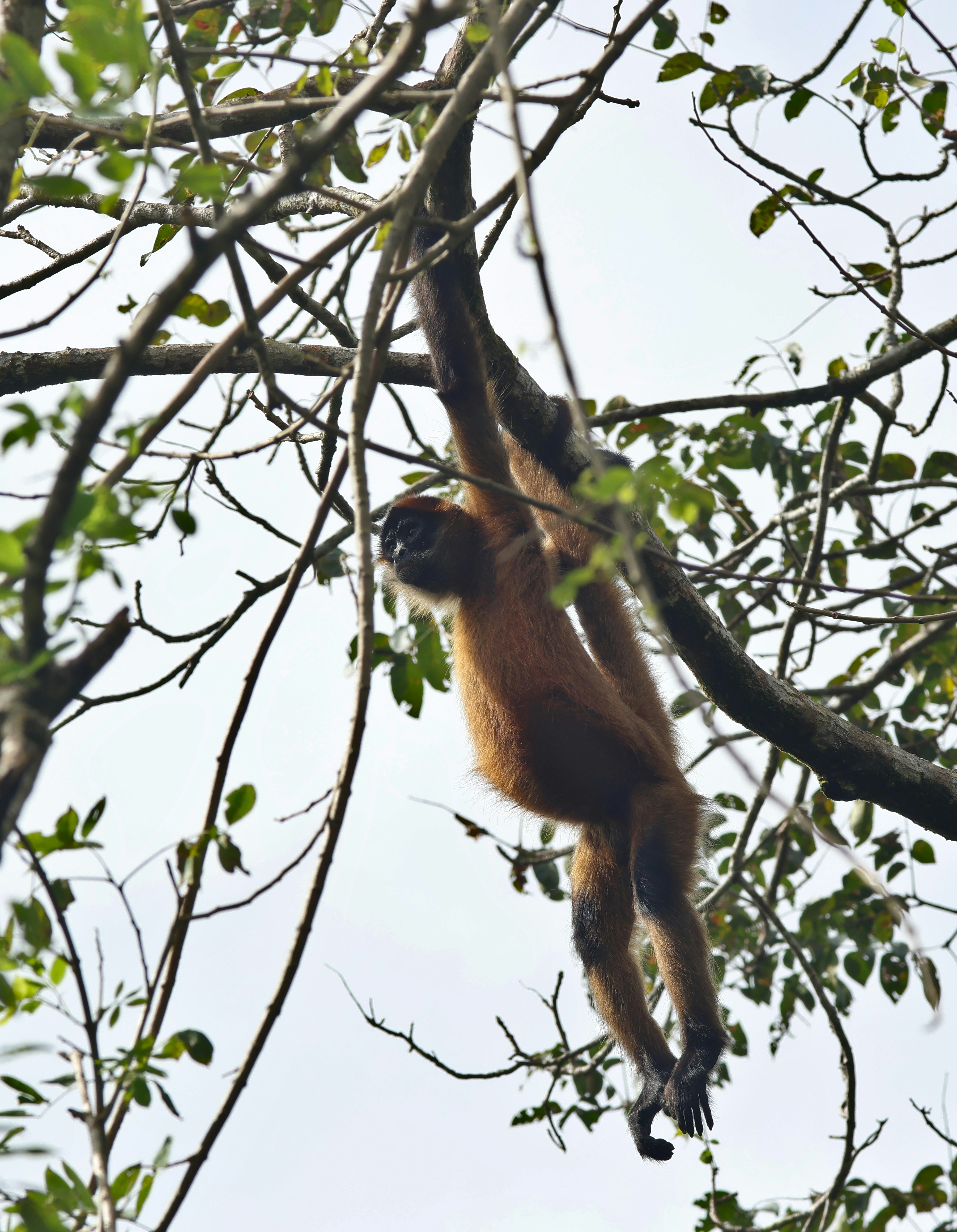 Foto Un mono colgado de la rama de un árbol – Imagen Costa Rica gratis ...