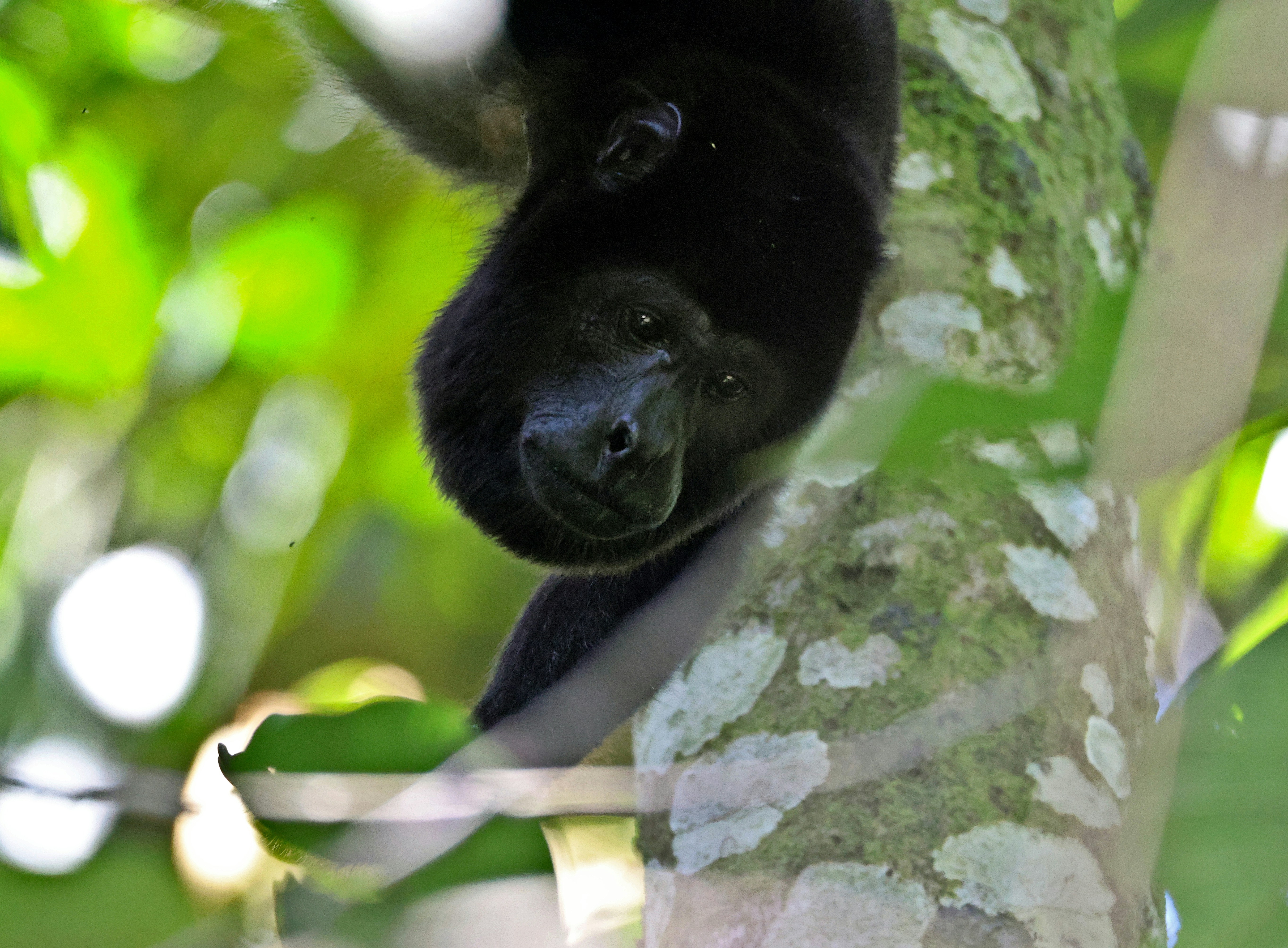 Foto Un oso negro colgando de la rama de un árbol – Imagen Costa Rica ...