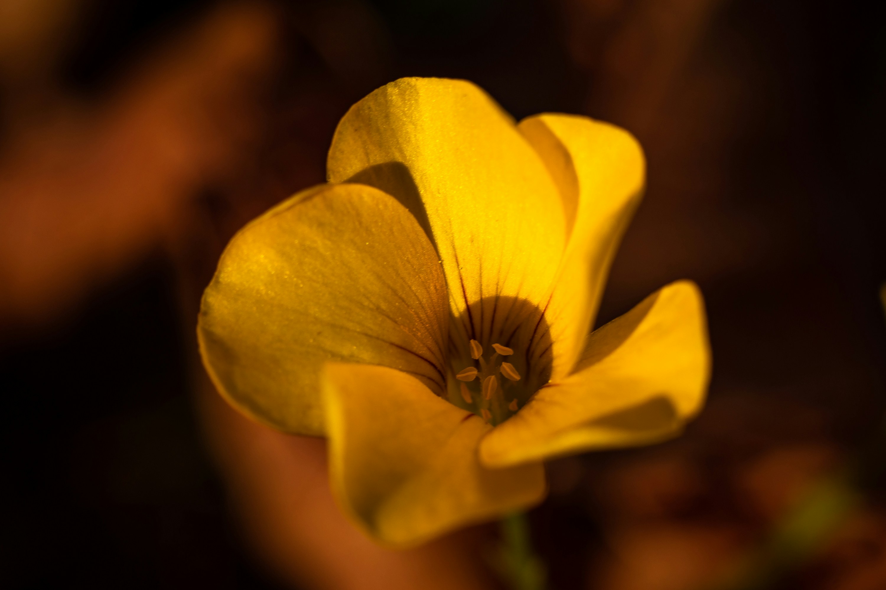 closeup of yellow flower in the autumnal garden