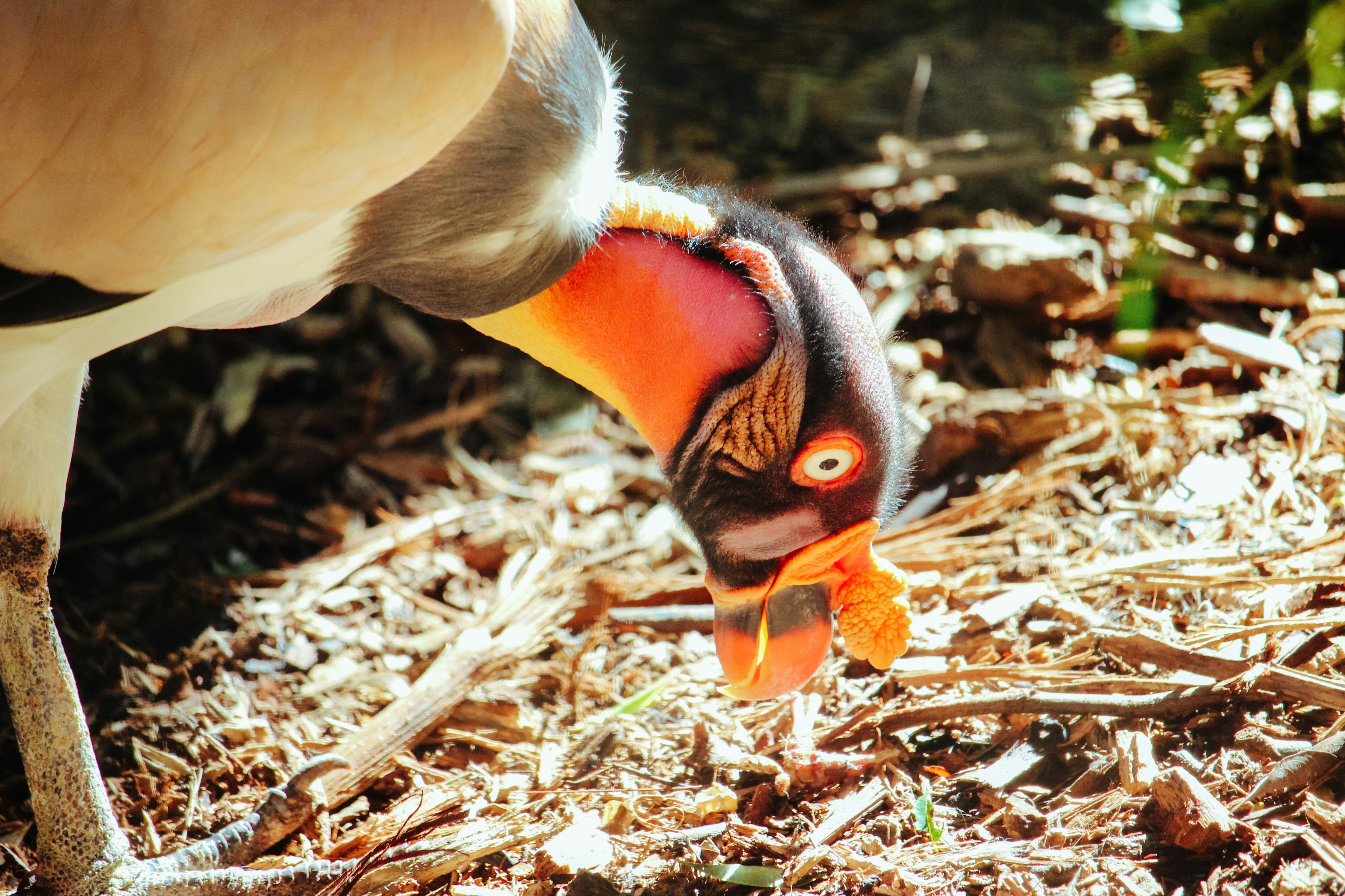 a close up of a bird on the ground