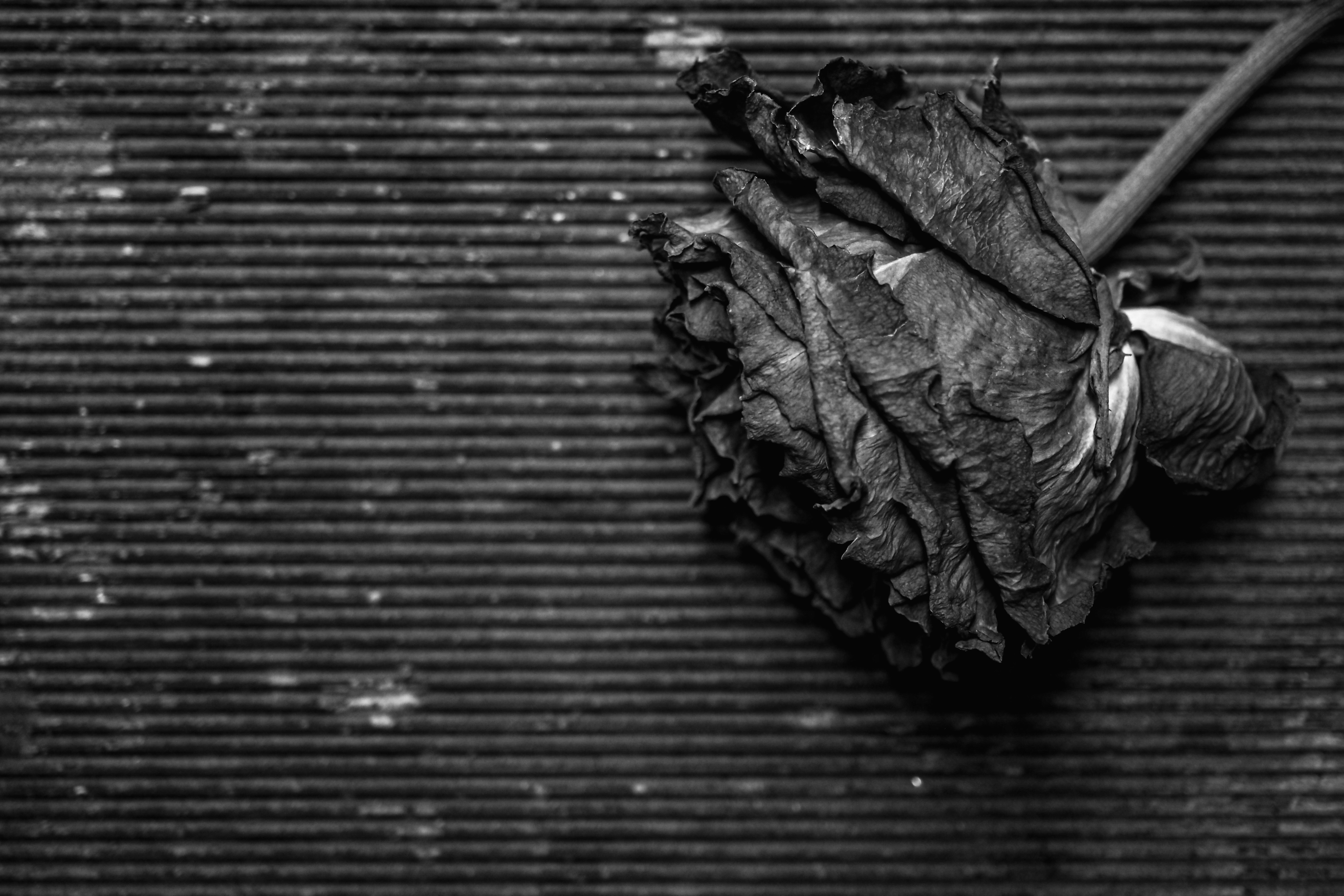 Dried Bloom on Grooved Timber: A Monochrome Study of Texture and Time