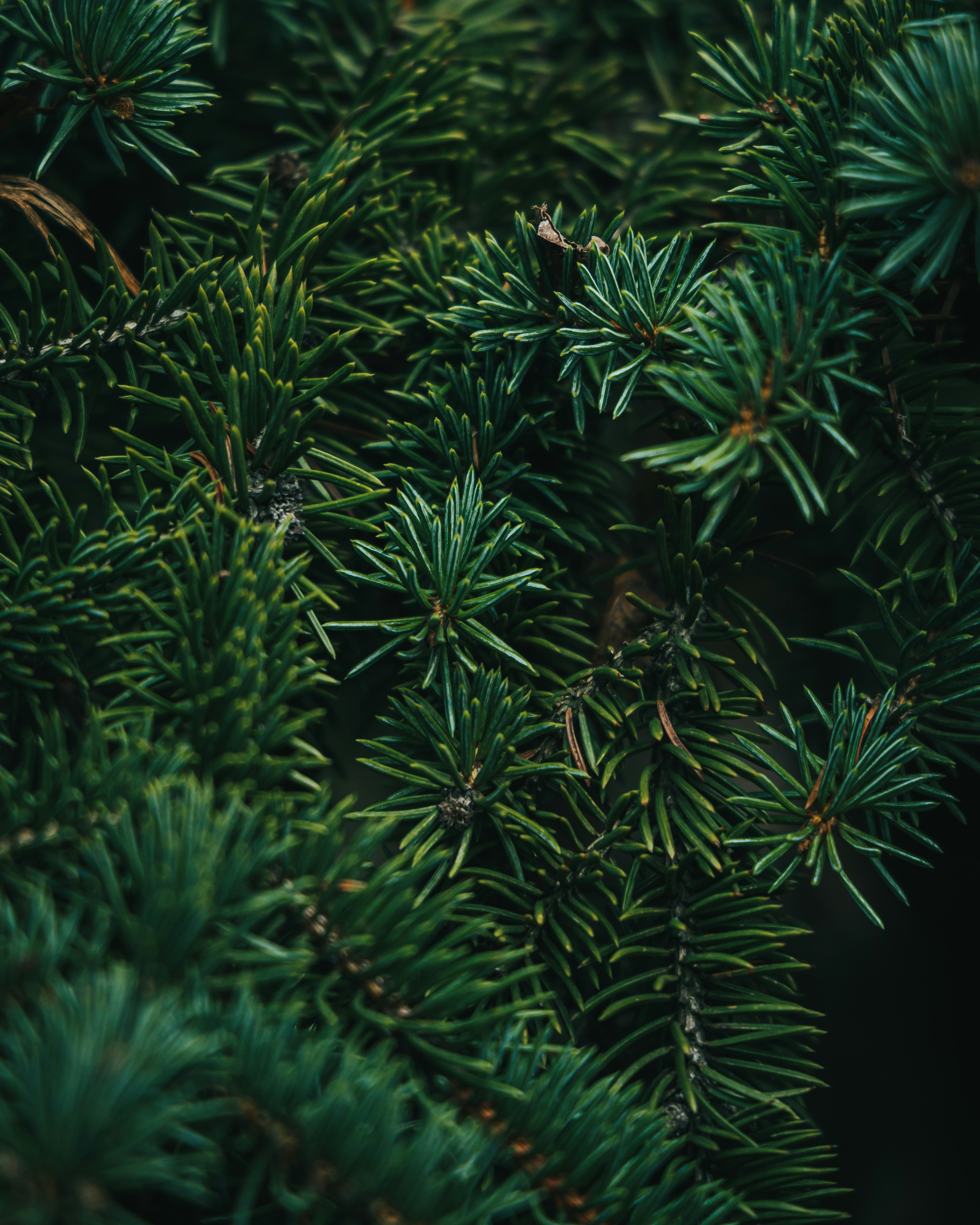 A close up of a pine tree branch photo – Free Wallpaper Image on Unsplash