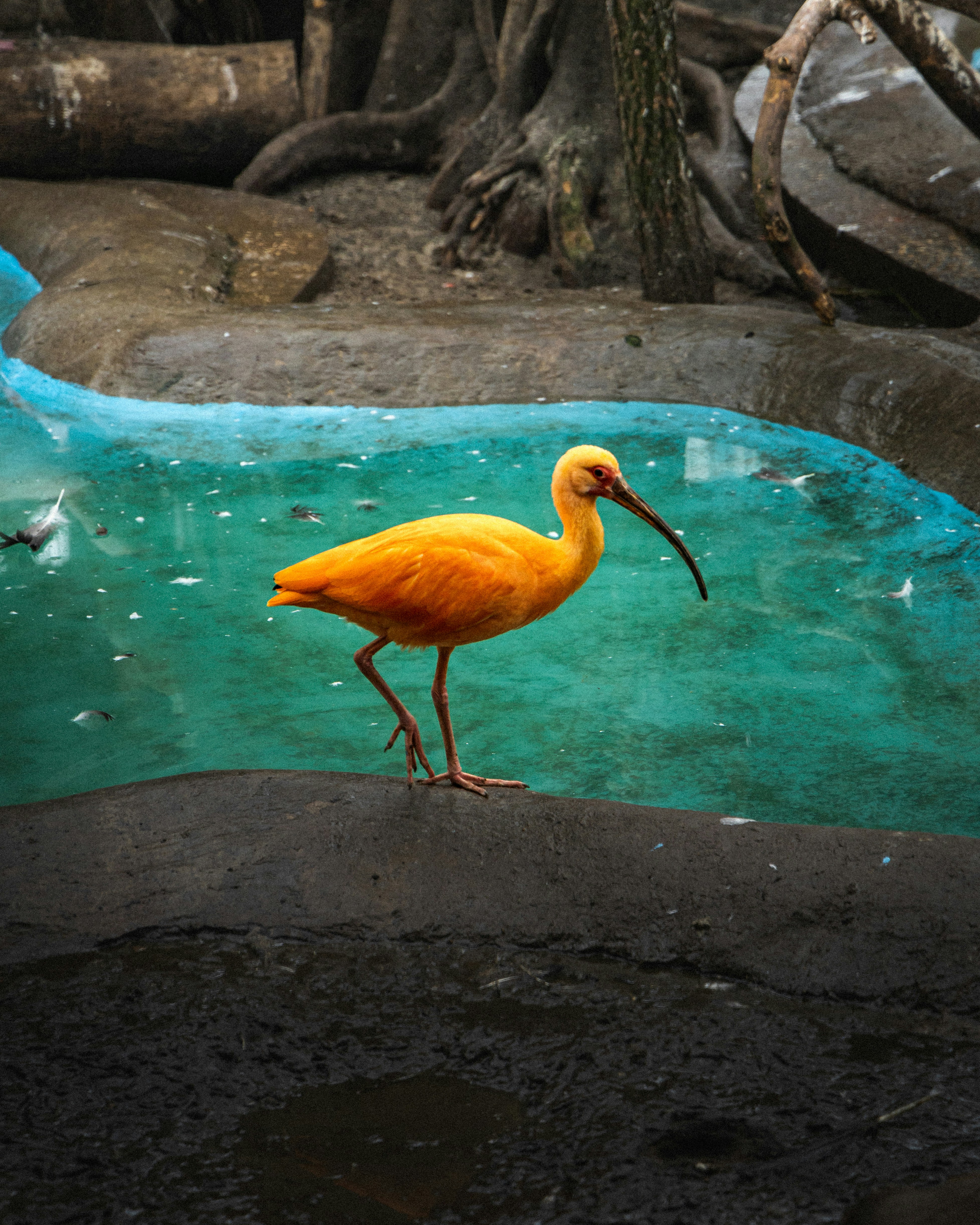 Scarlet Ibis at the Edge of a Turquoise Lava Pool