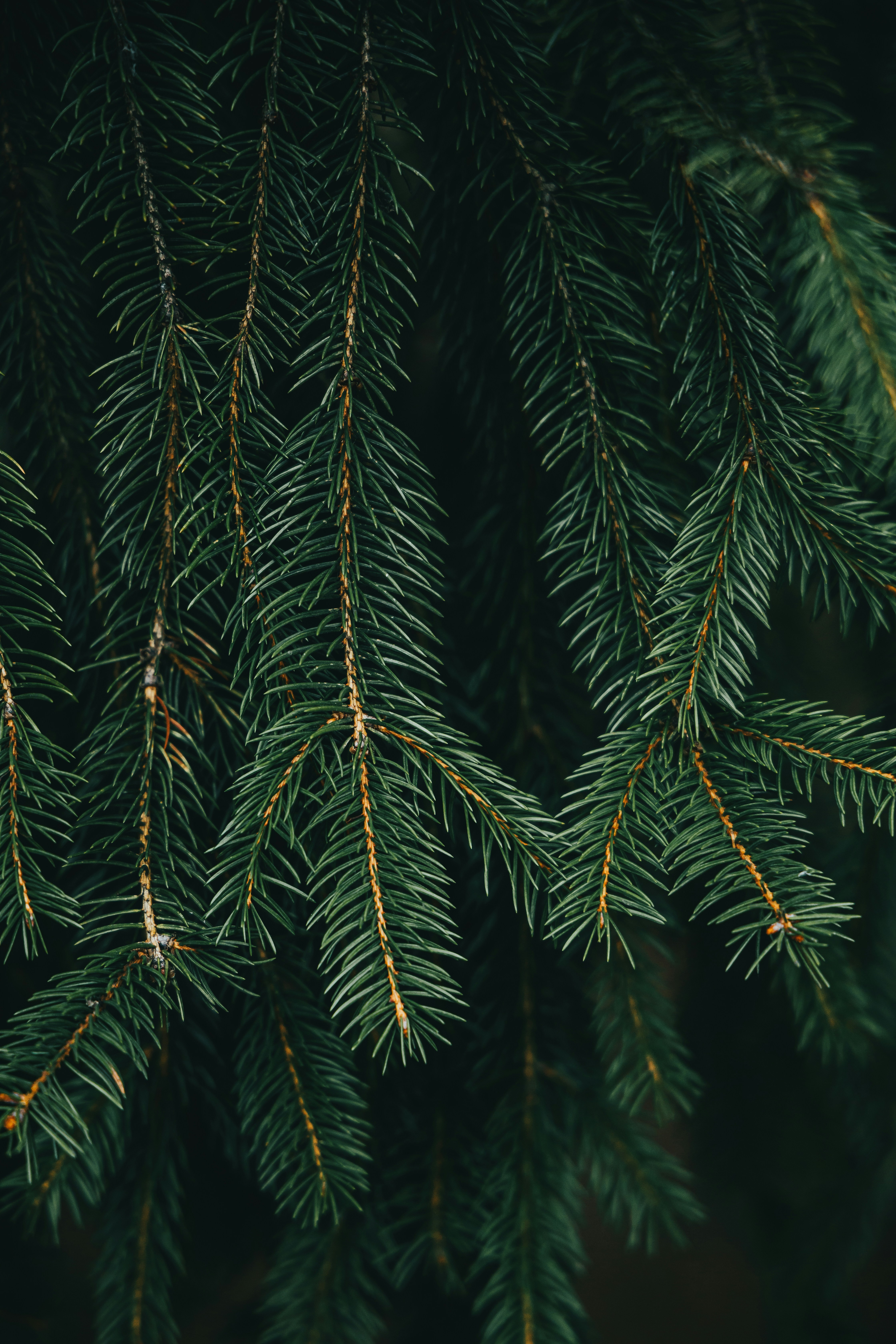 Gros plan d’une branche de pin photo – Photo La nature Gratuite sur ...