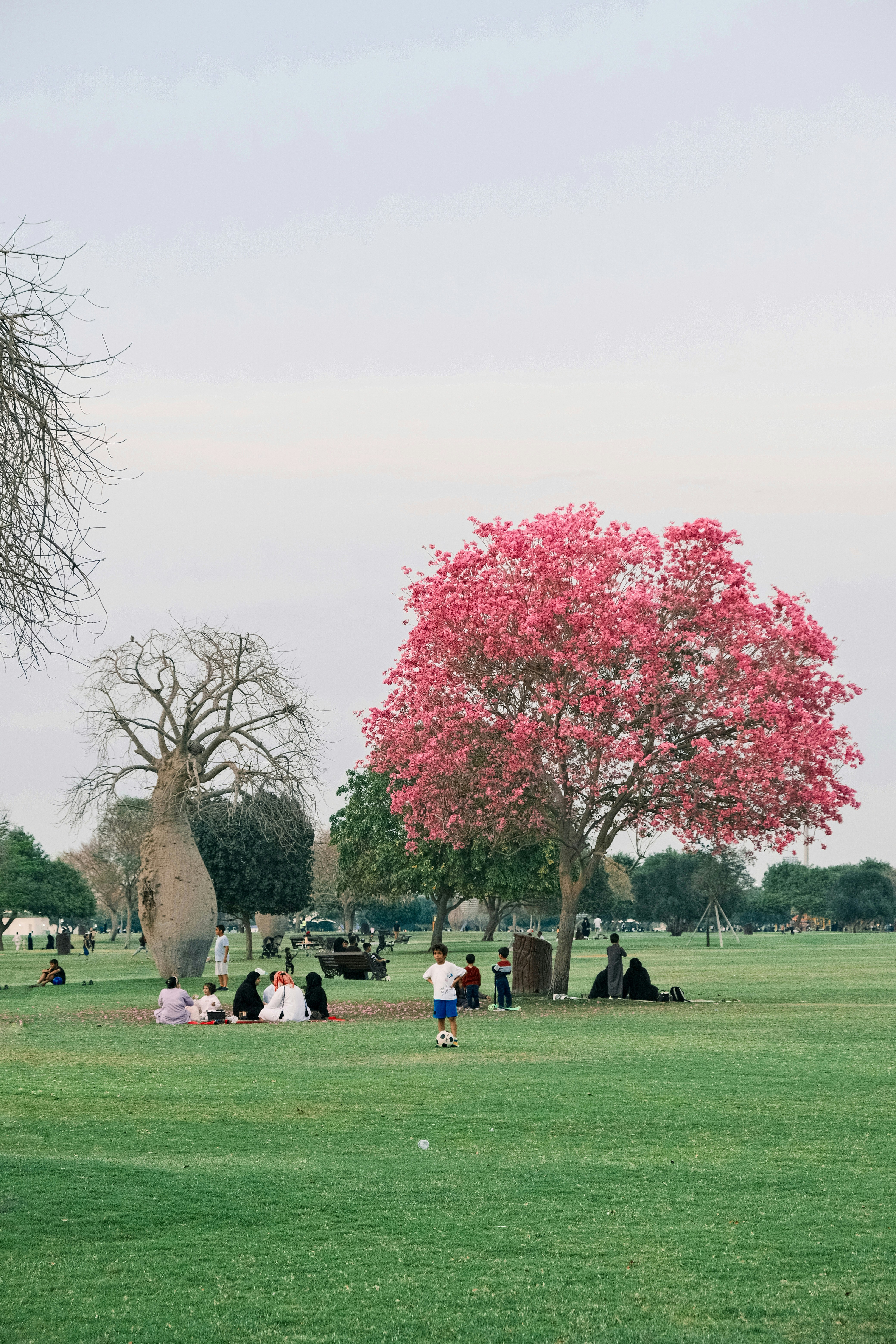 a group of people sitting under a pink tree
